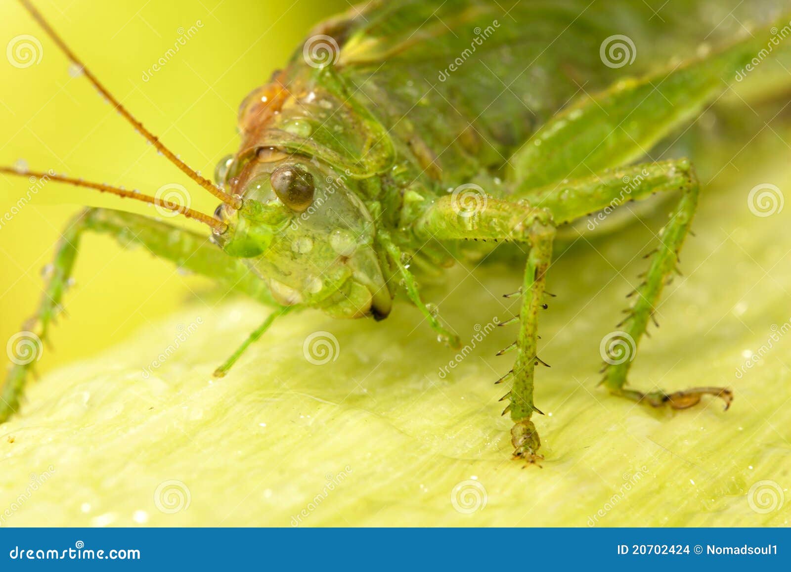 Big green locust on leaf stock photo. Image of closeup - 20702424