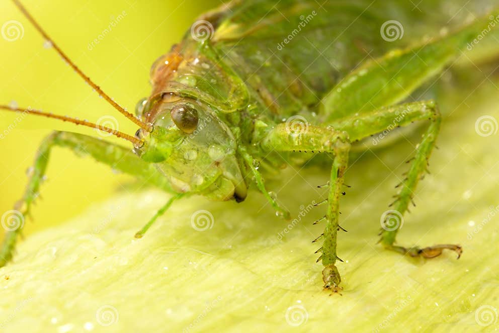 Big green locust on leaf stock photo. Image of closeup - 20702424
