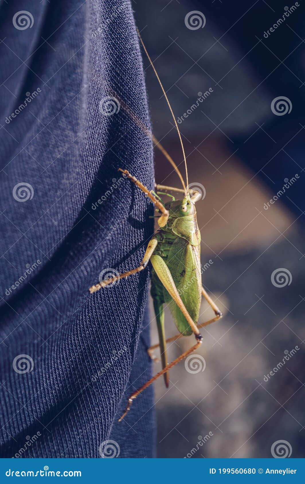 Big Green Locust Sitting on Clothes Stock Photo - Image of cricket ...