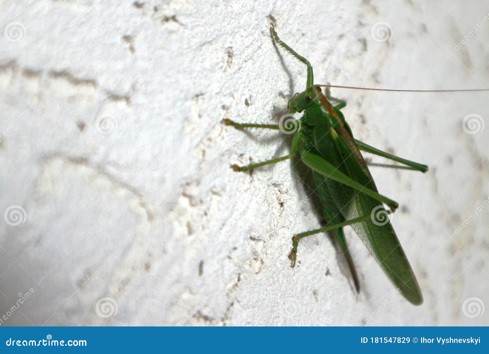 Big Green Locust on the Wall Stock Image - Image of animal, natural ...