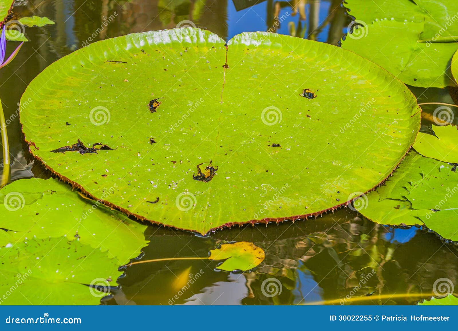 Lotus leaf stock image. Image of close, liquid, pure - 30022255