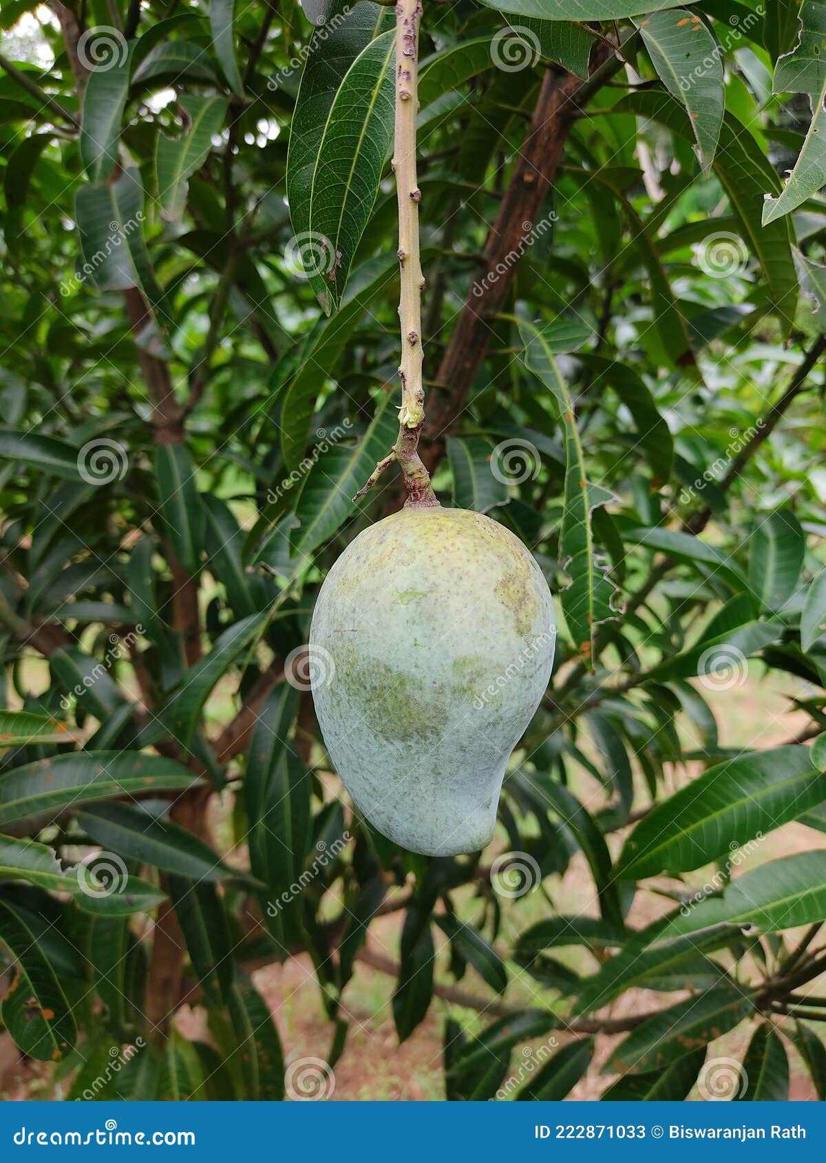 Raw Mango Hanging With Tree. Mango Farming In Pakistan. Stock ...