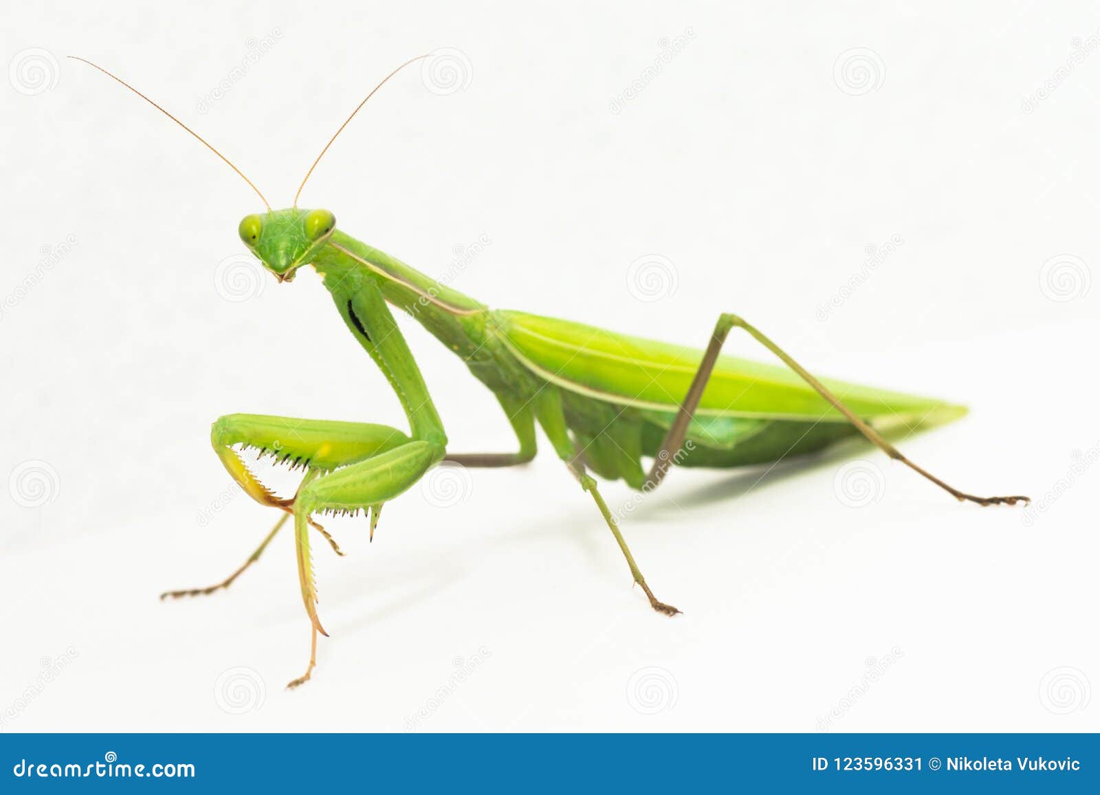 Mantis on white background stock image. Image of closeup - 123596331