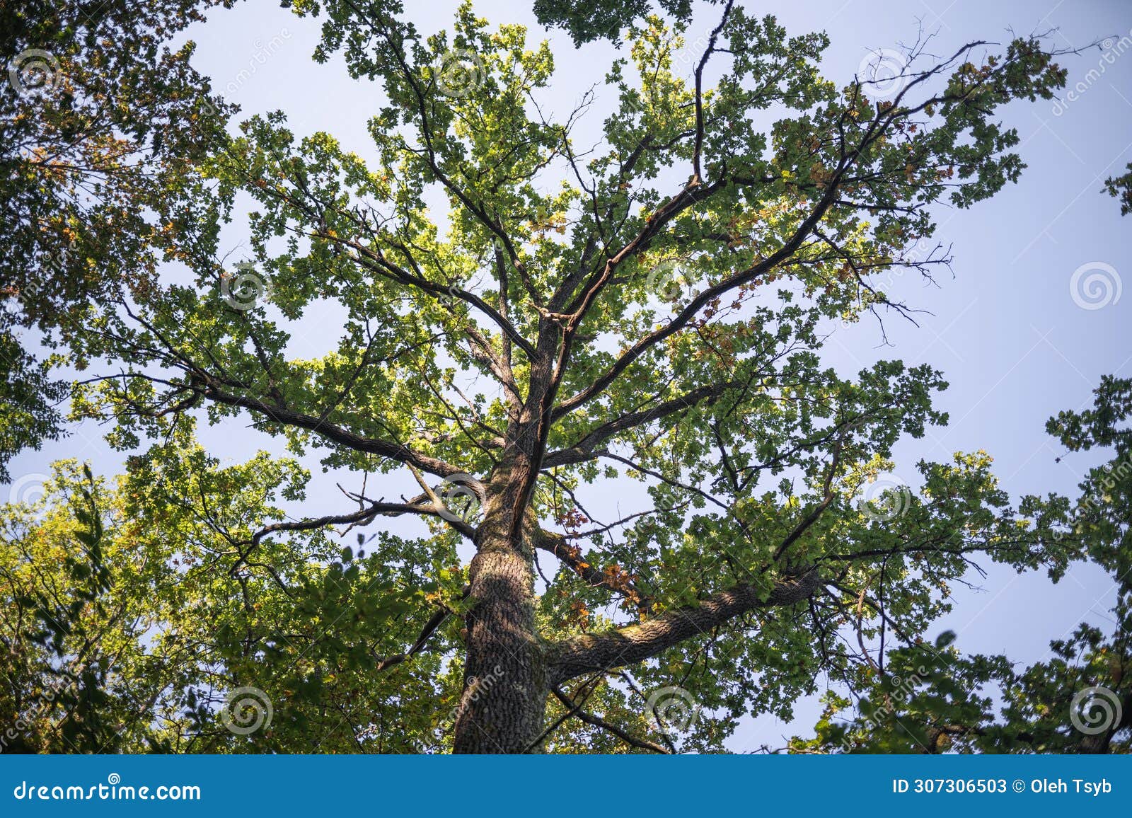 A Big Green Old Oak Tree Grows Uphill Stock Image - Image of trunk ...