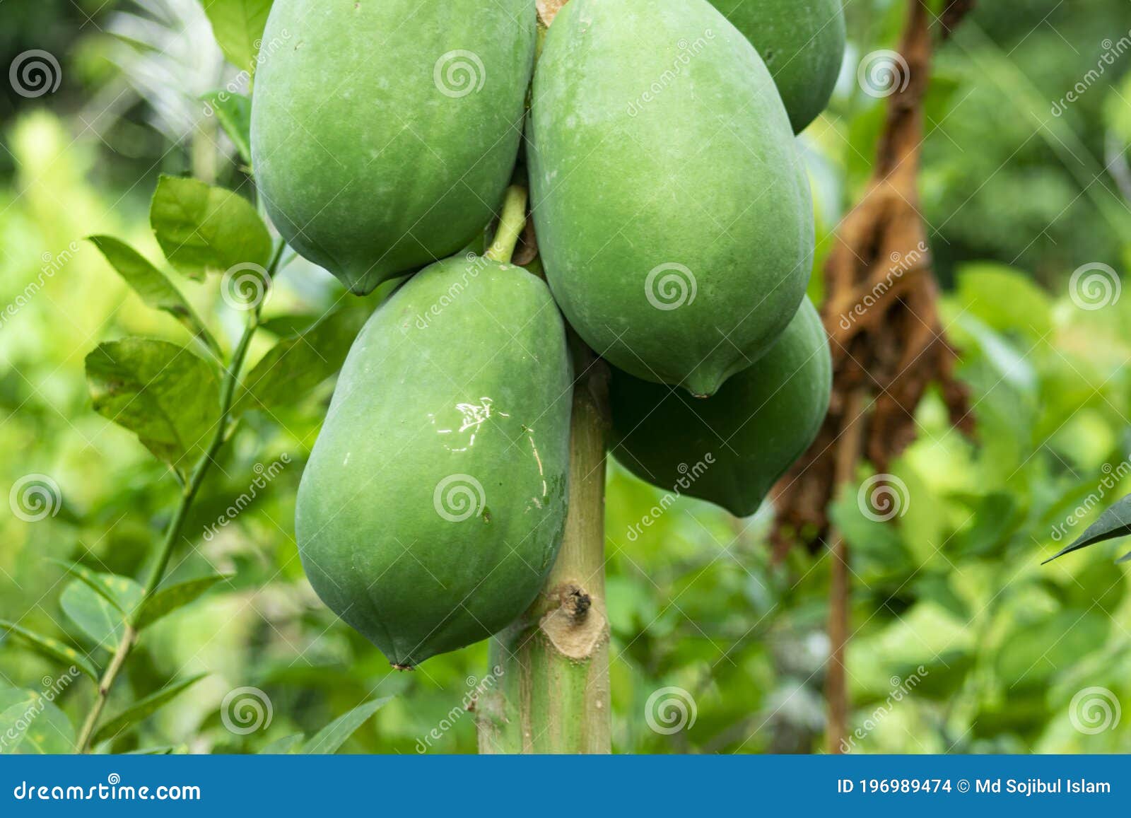Big Green Papaya Fruit Closeup Editorial Stock Image - Image of ...