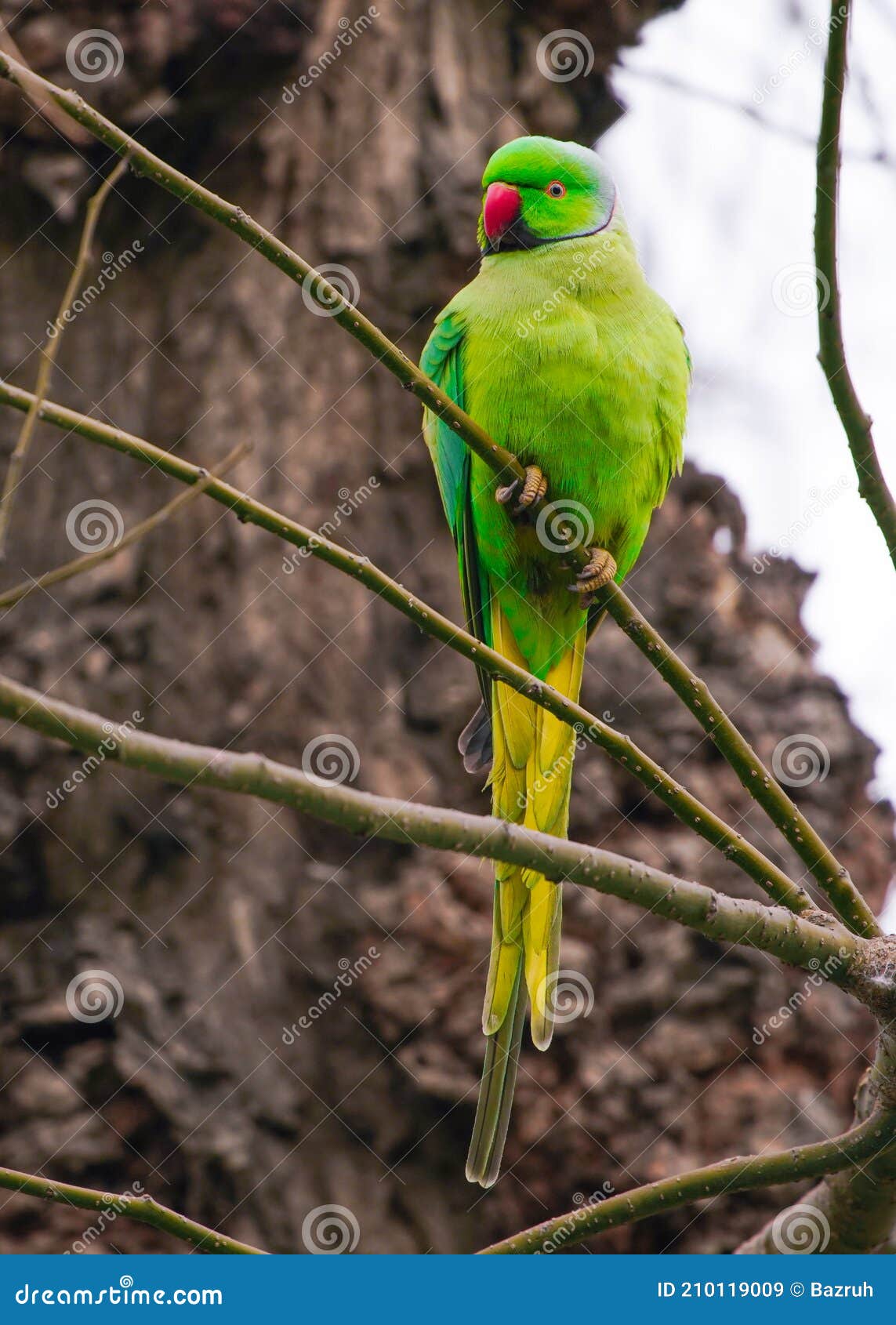 Big Green Parrot on a Branch Stock Image - Image of bright, friend ...