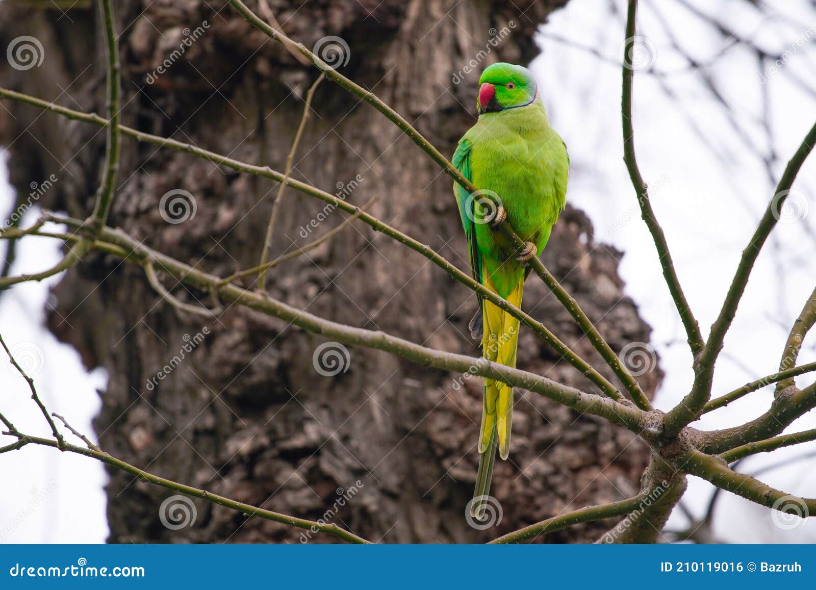 Big Green Parrot on a Branch Stock Photo - Image of feather, yellow ...