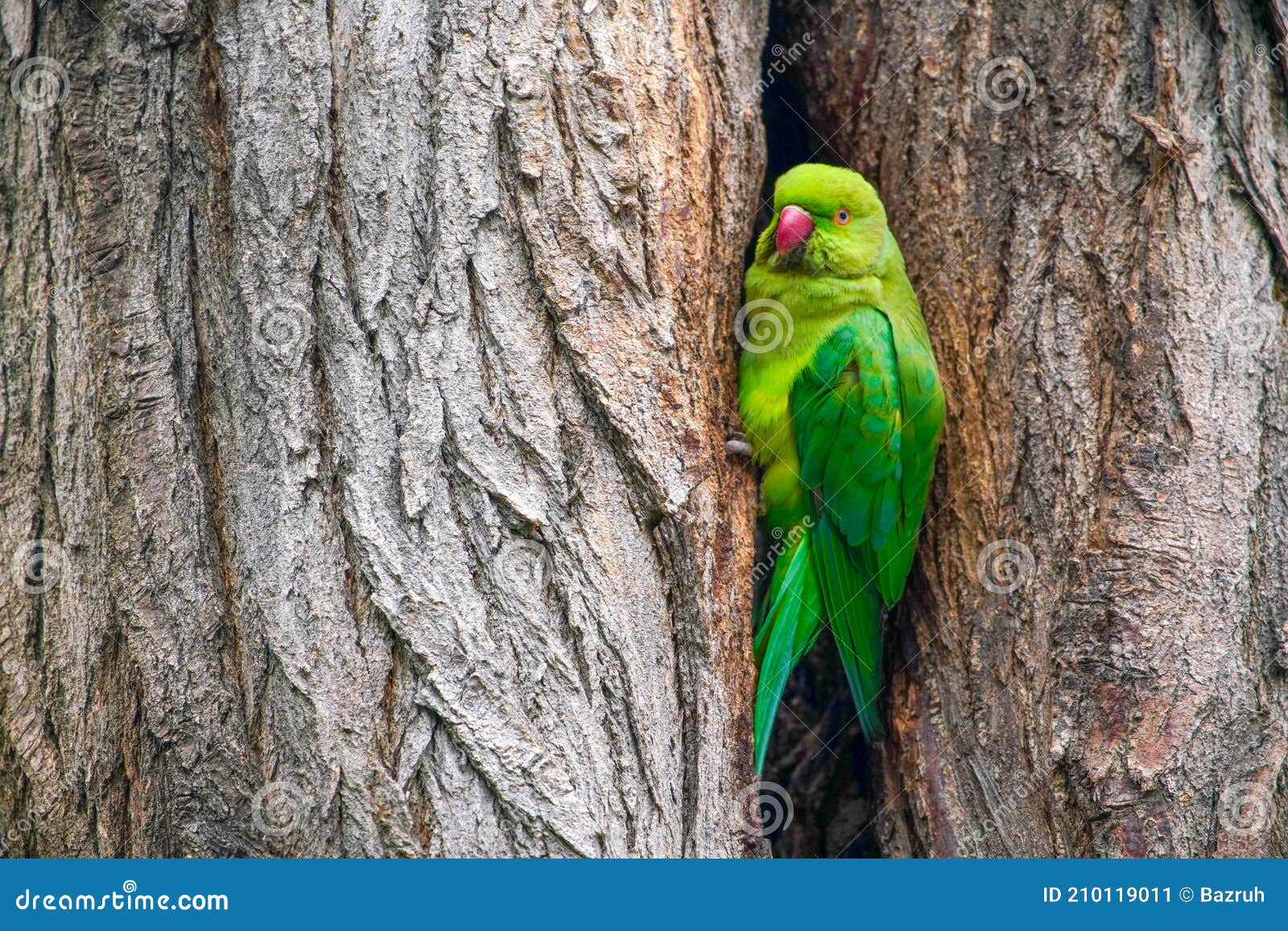 Big Green Parrot in a Hollow Stock Image - Image of animal, tropical ...