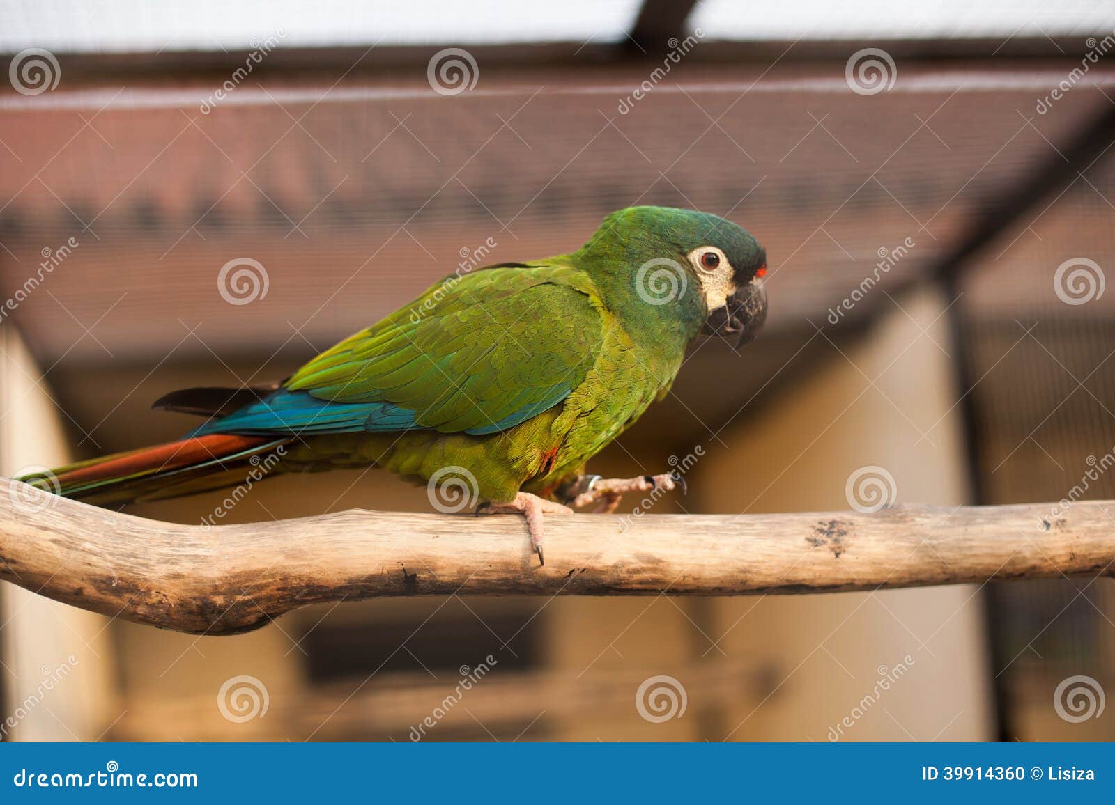 Big Green Parrot Sitting on the Branch Stock Photo - Image of bird ...