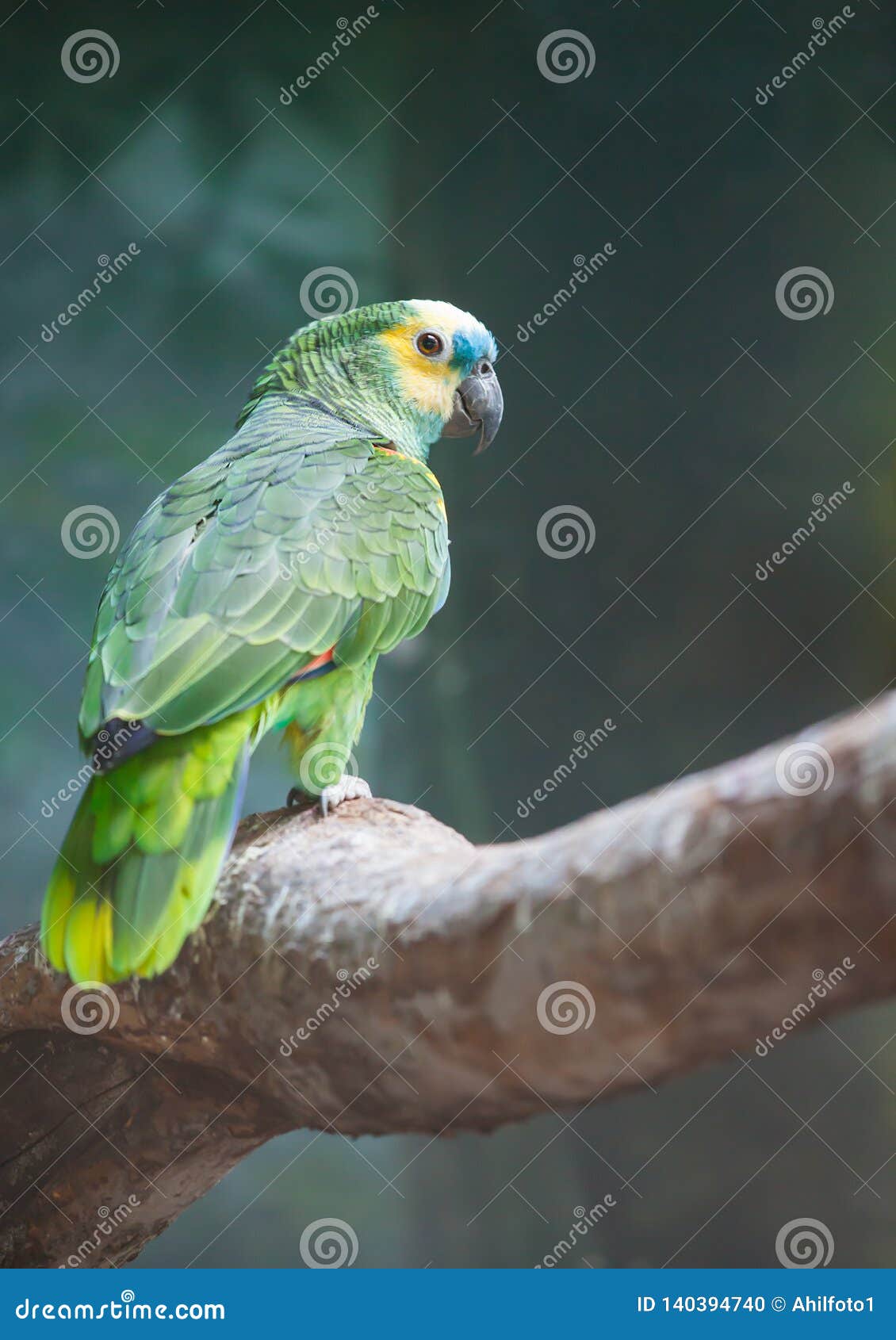 Big Green Parrot on a Thick Branch. Stock Photo - Image of animal ...