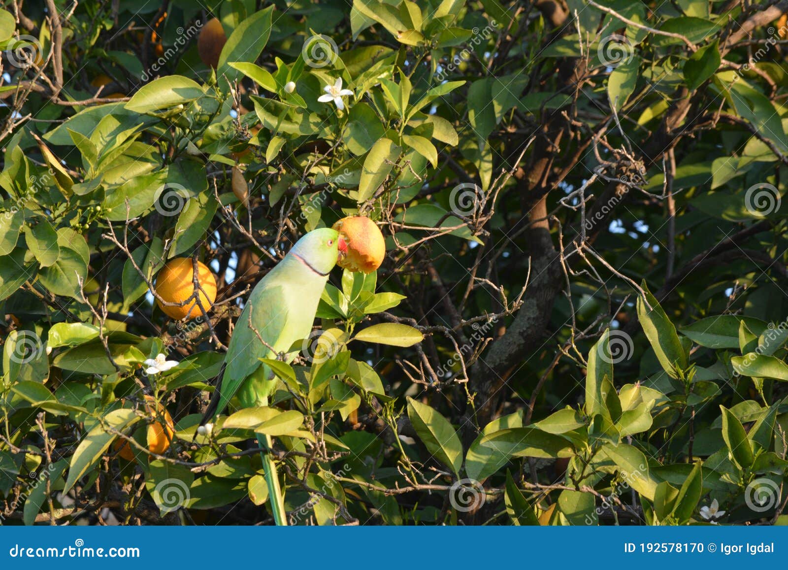 A Big Green Parrot with a Yellow Beak Sits on an Orange Tree and Eats ...