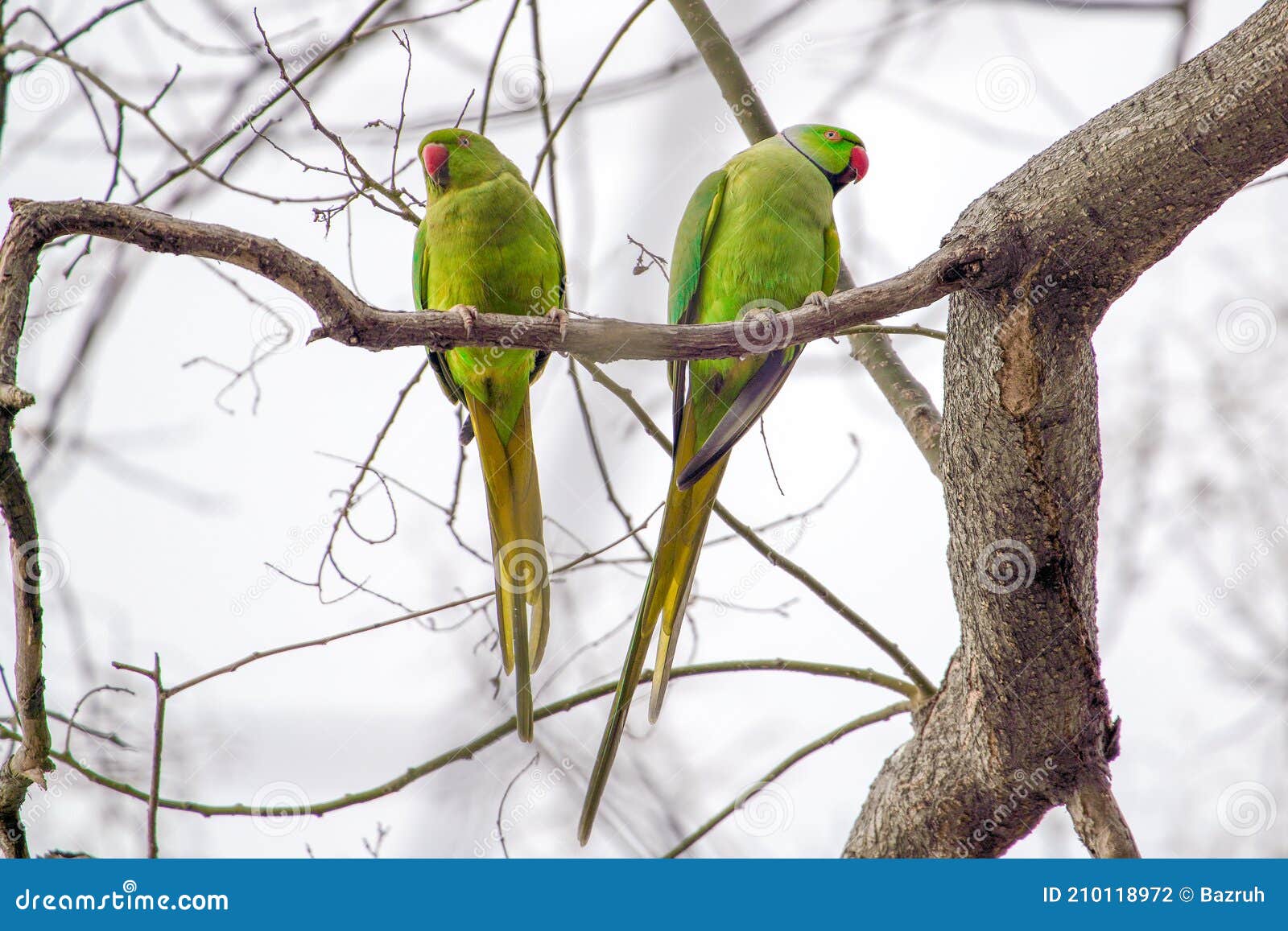 Big Green Parrots on a Branch Stock Photo - Image of jungle, bird ...