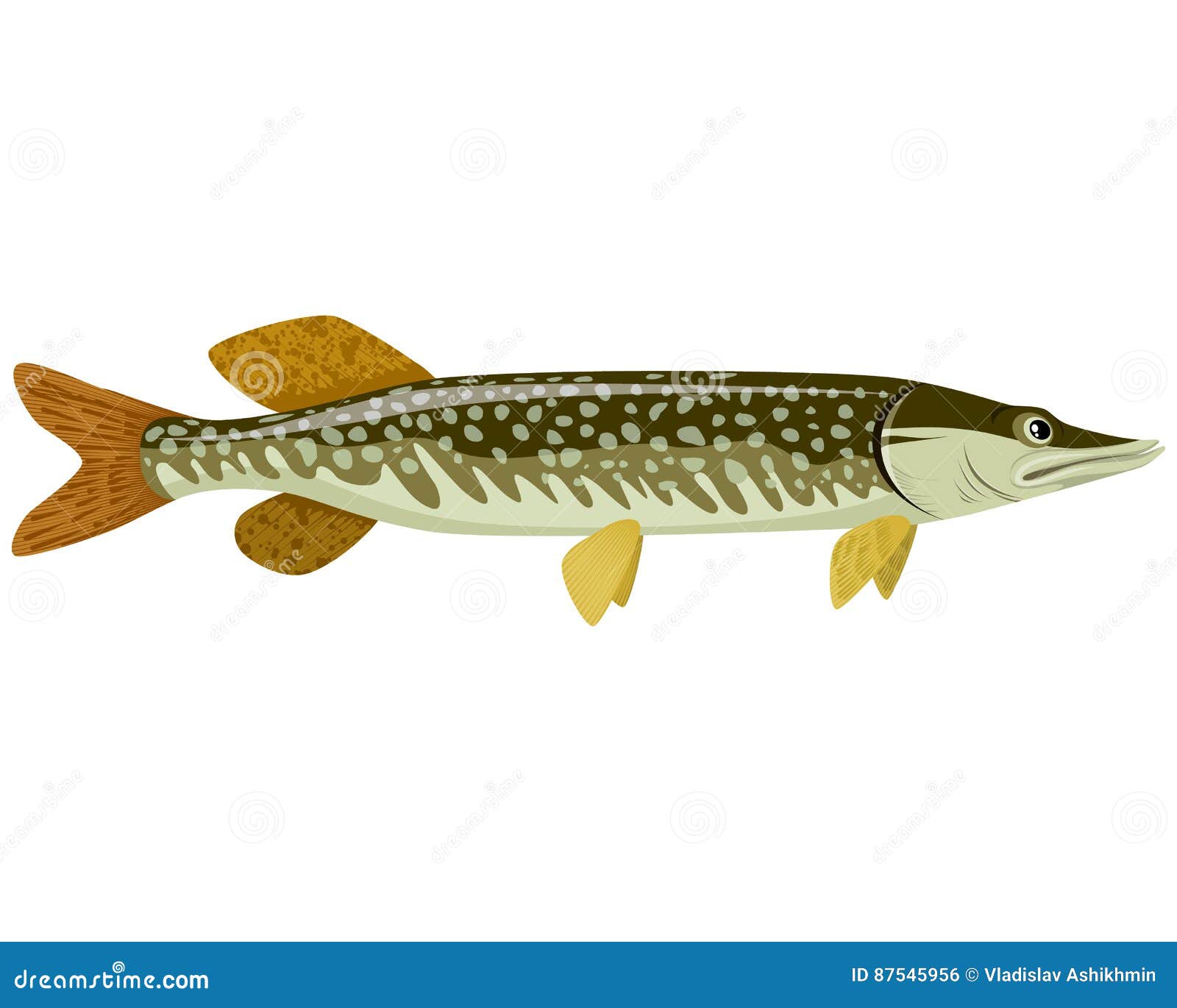Big green pike stock vector. Illustration of vector, realistic - 87545956