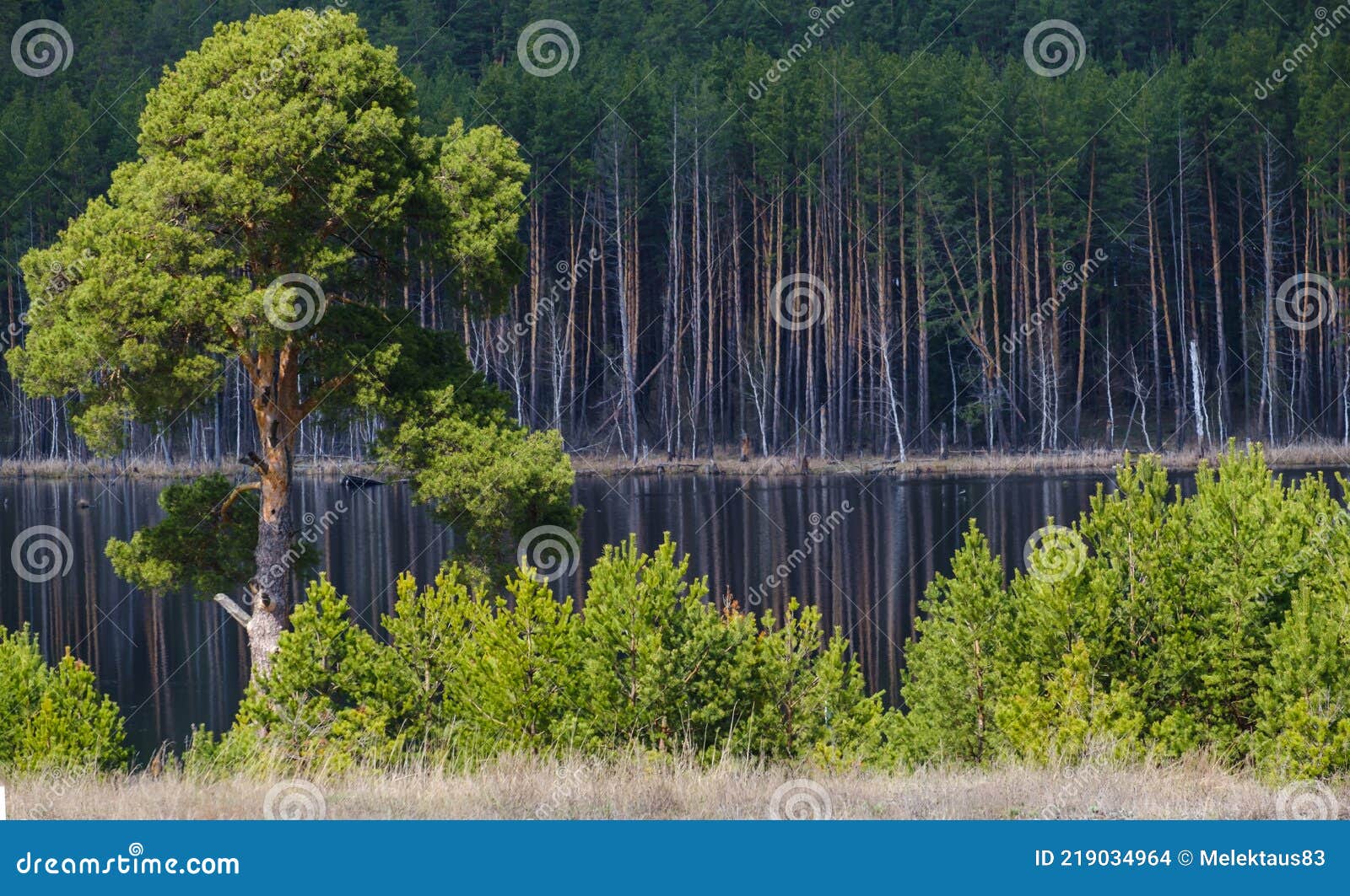 Big Green Pine Tree on the River Bank and Pine Forest Stock Photo ...