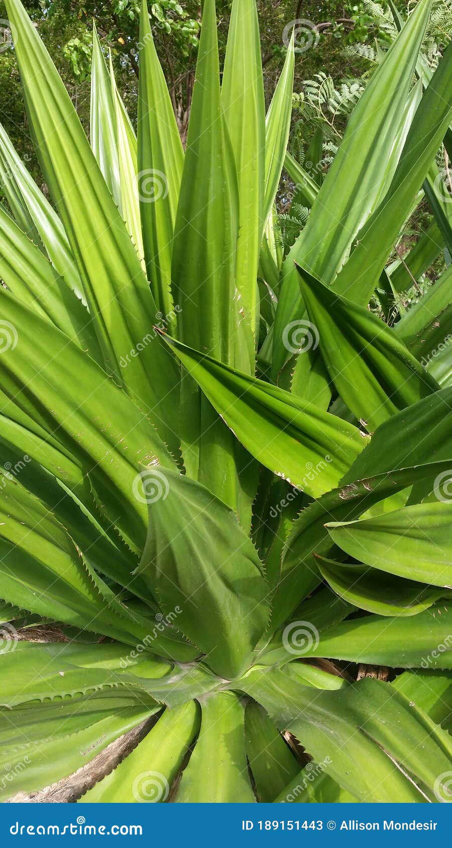 Big green plant stock image. Image of shrub, food, tropics - 189151443