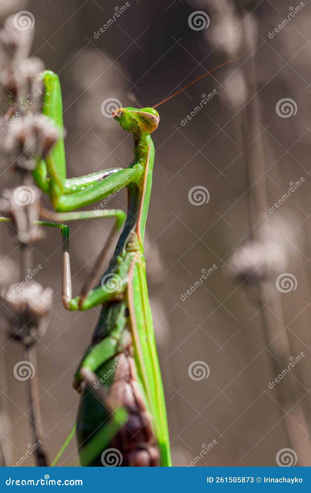 Big Green Praying Mantis on Dried Lavender Flowers Stock Image - Image ...