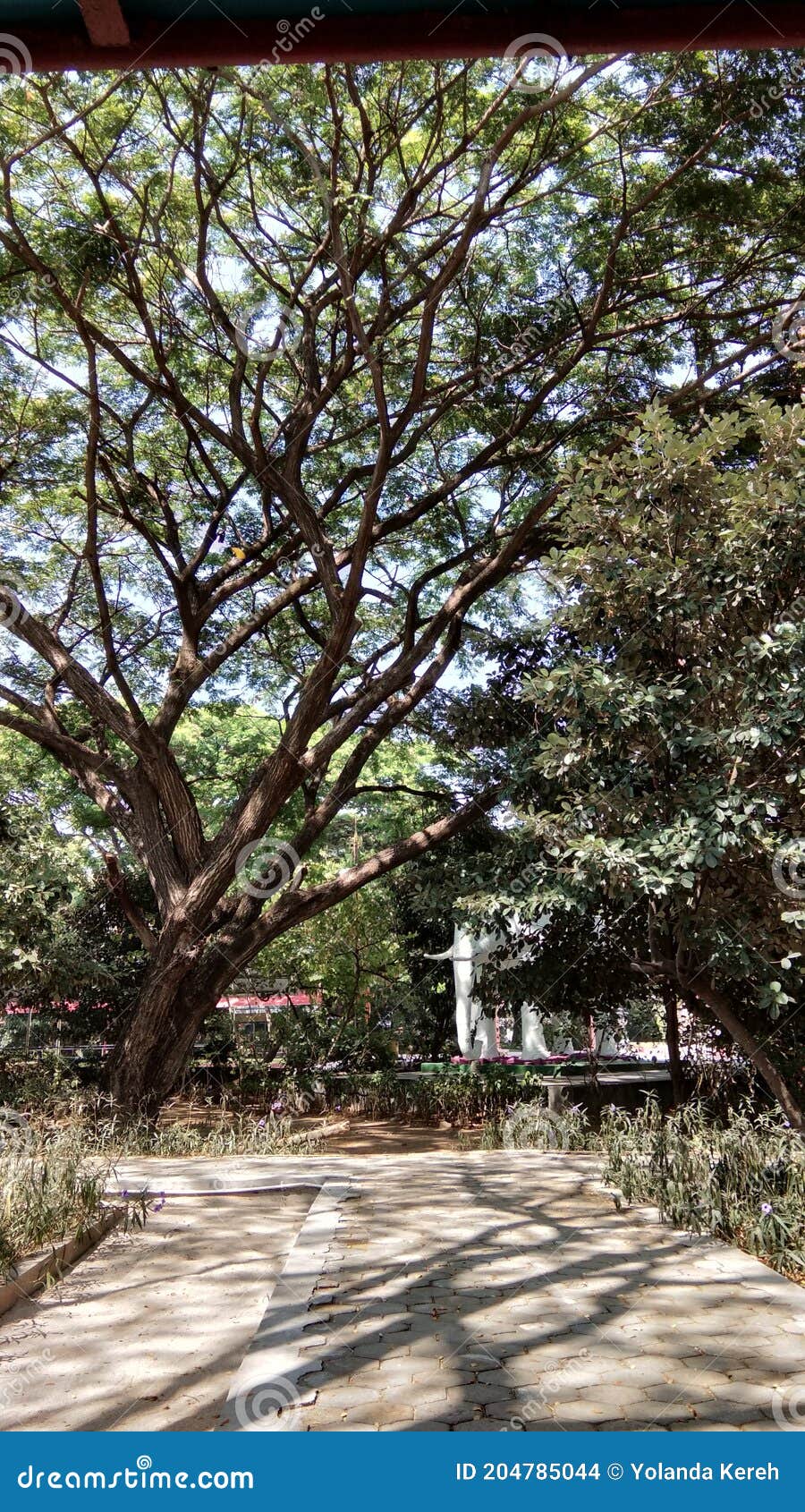 Big shady tree stock photo. Image of green, shady, beautiful - 204785044