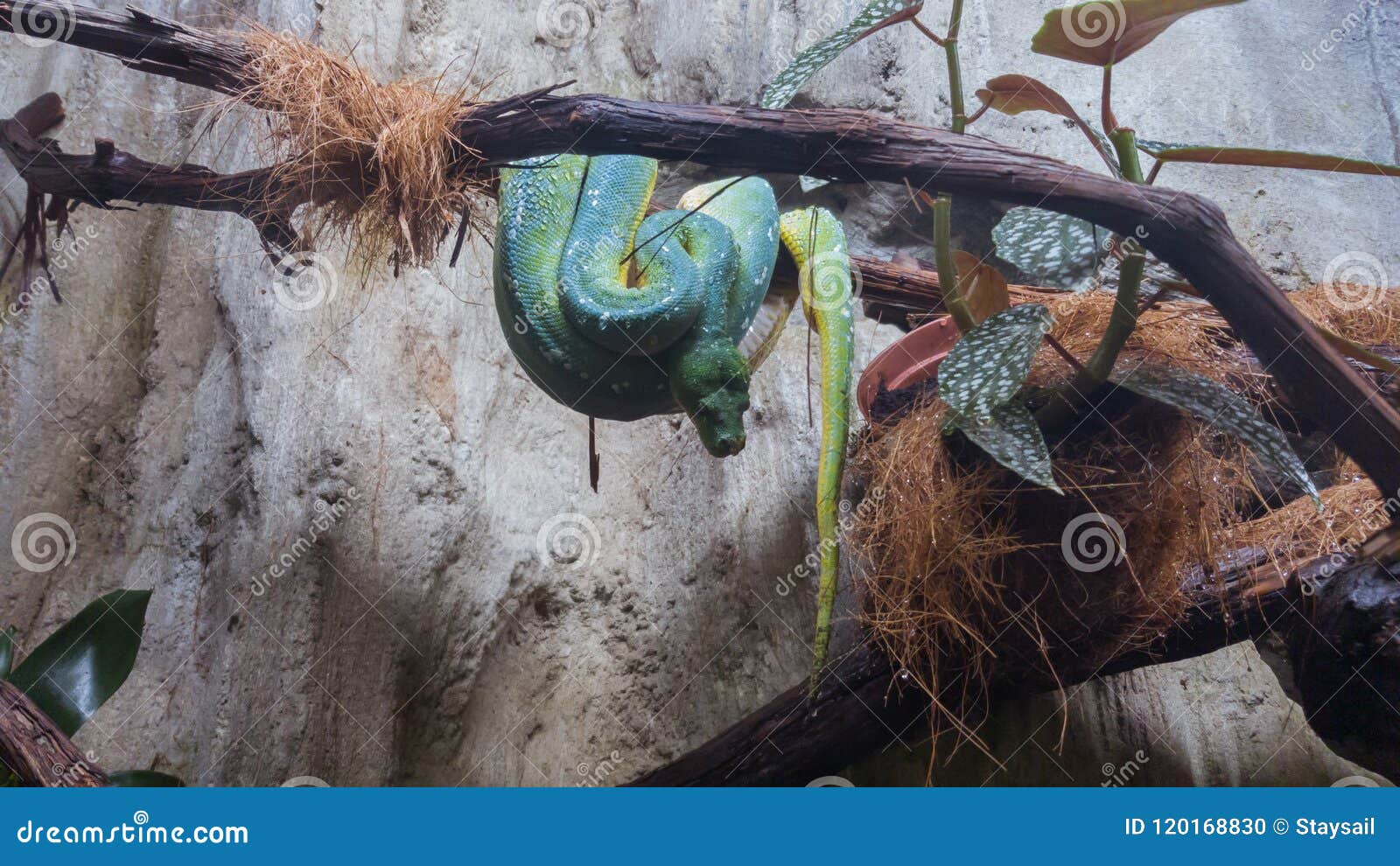 Big Green Snake in the Terrarium Stock Photo - Image of rest, exotic ...