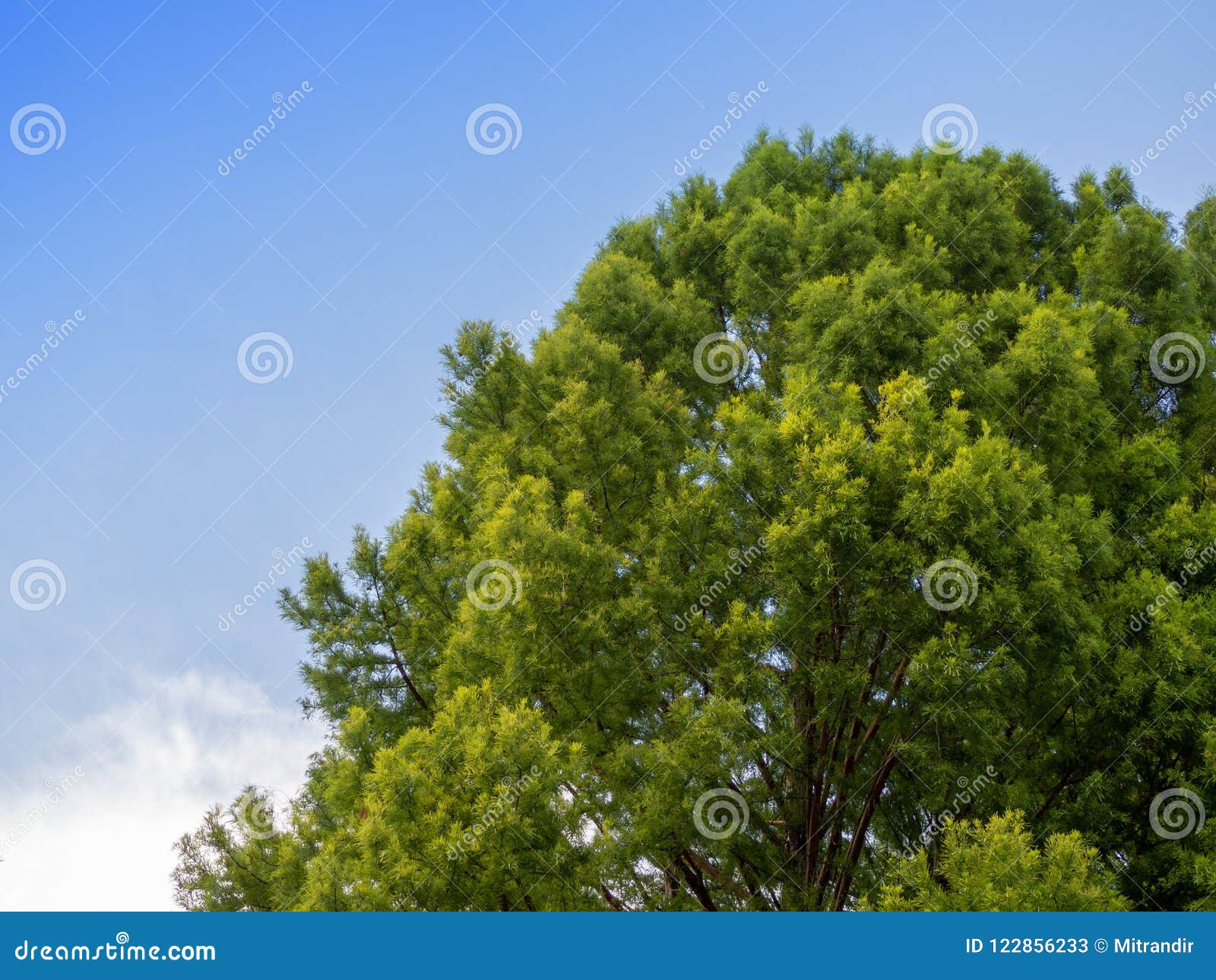 Big green spruce tree stock image. Image of botany, foliage - 122856233