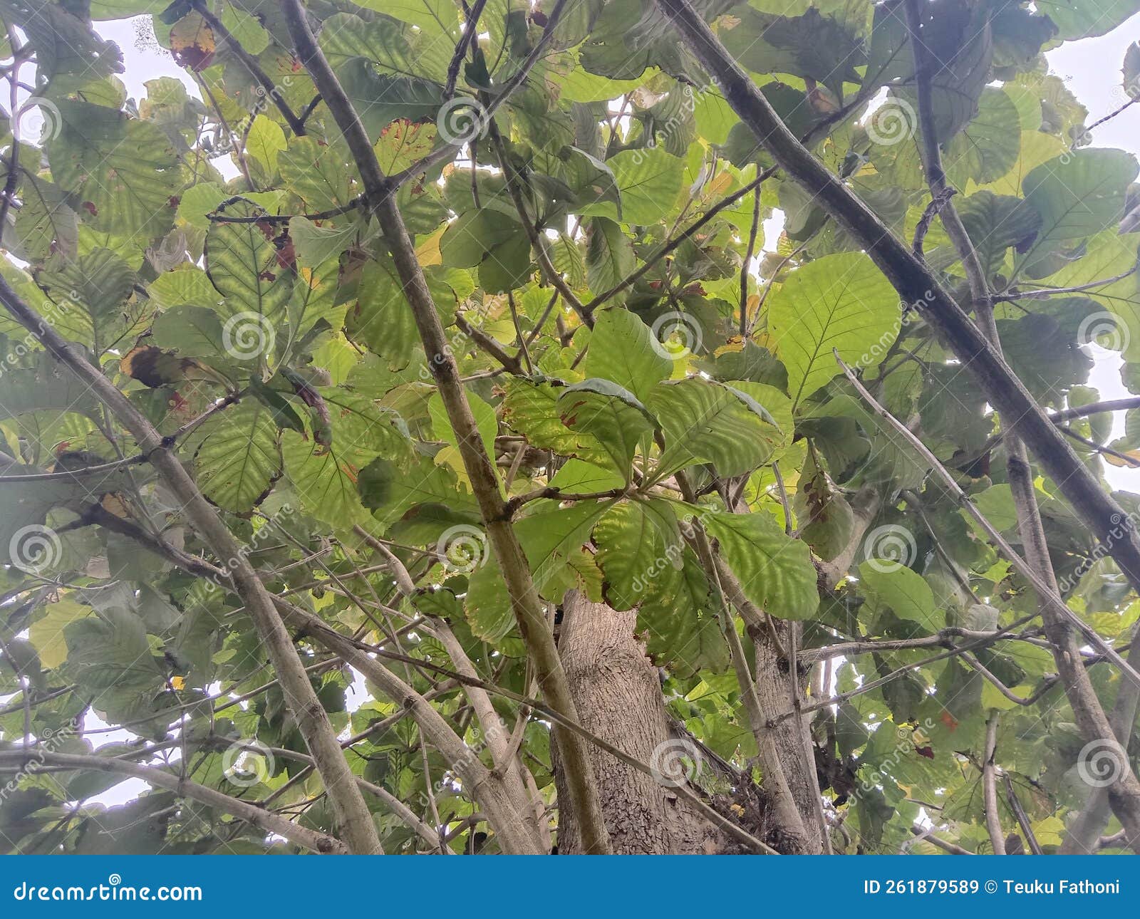 Big green teak tree stock image. Image of green, autumn - 261879589
