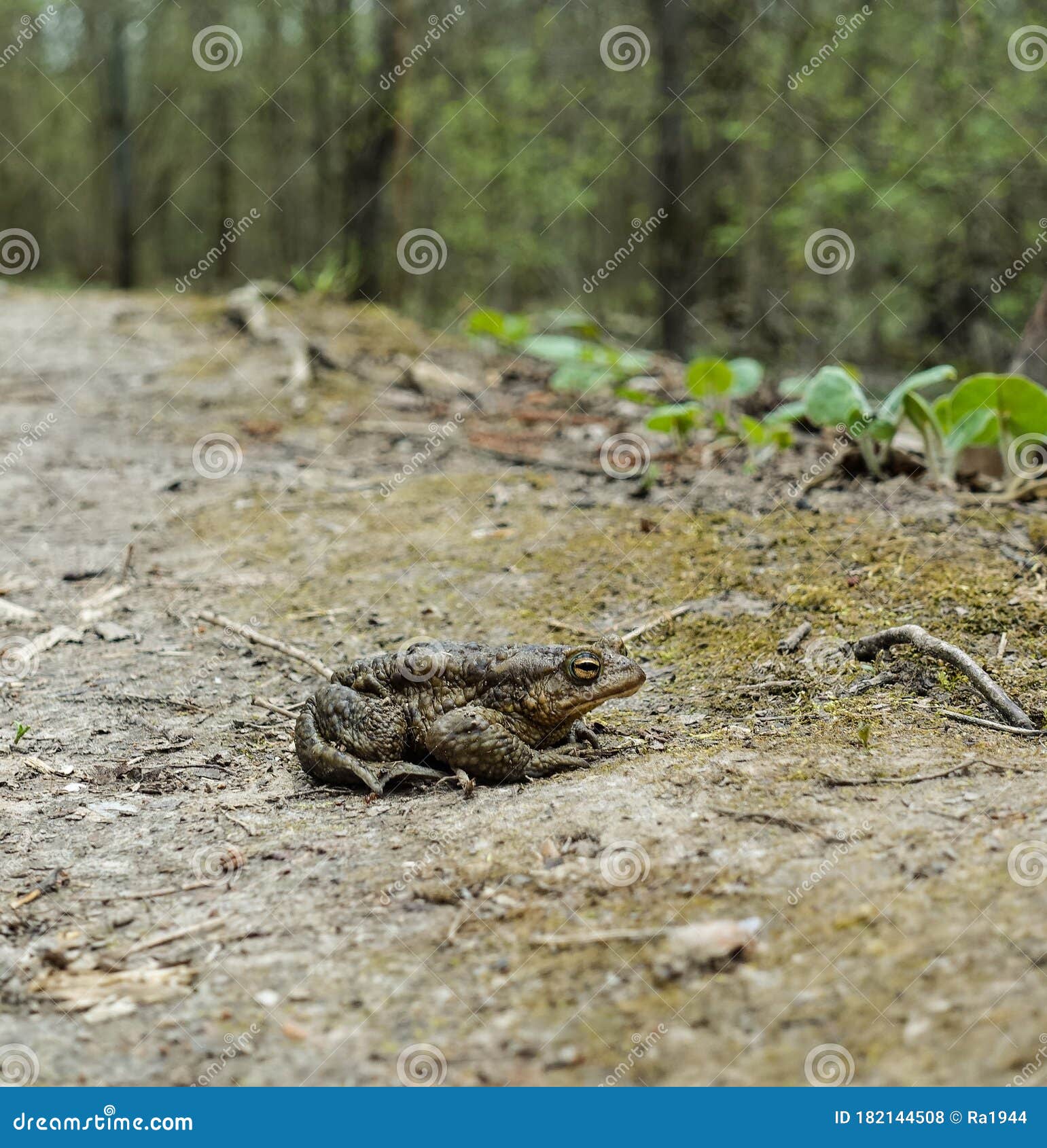 Big Green Toad in the Forest. Reptiles Stock Photo - Image of moss ...