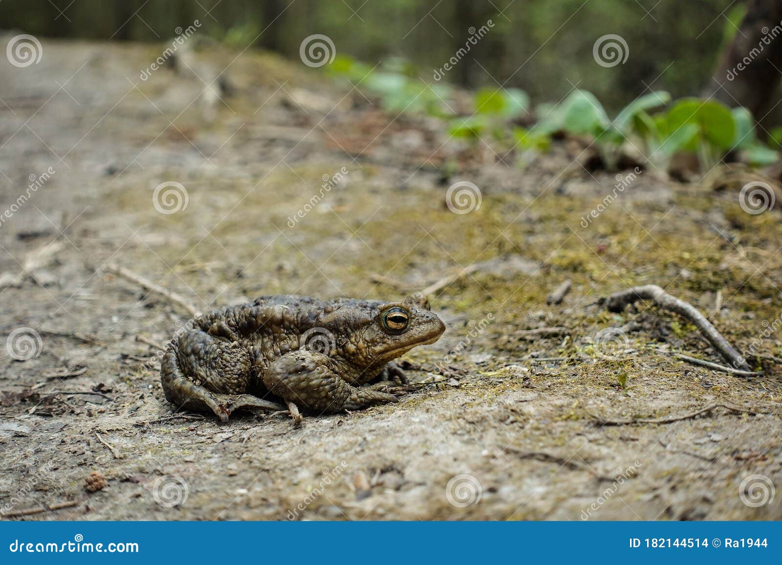 Big Green Toad in the Forest. Reptiles Stock Photo - Image of animals ...