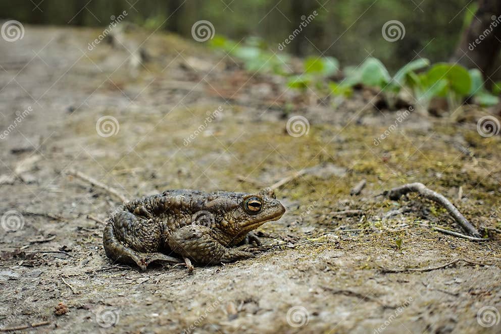 Big Green Toad in the Forest. Reptiles Stock Photo - Image of animals ...