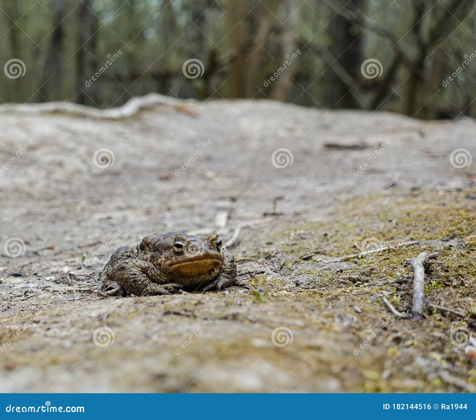 Big Green Toad in the Forest. Reptiles Stock Photo - Image of macro ...