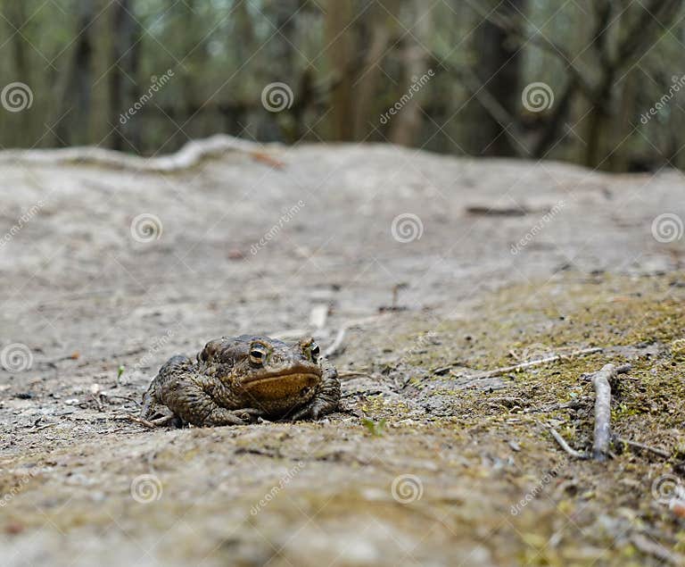 Big Green Toad in the Forest. Reptiles Stock Photo - Image of macro ...