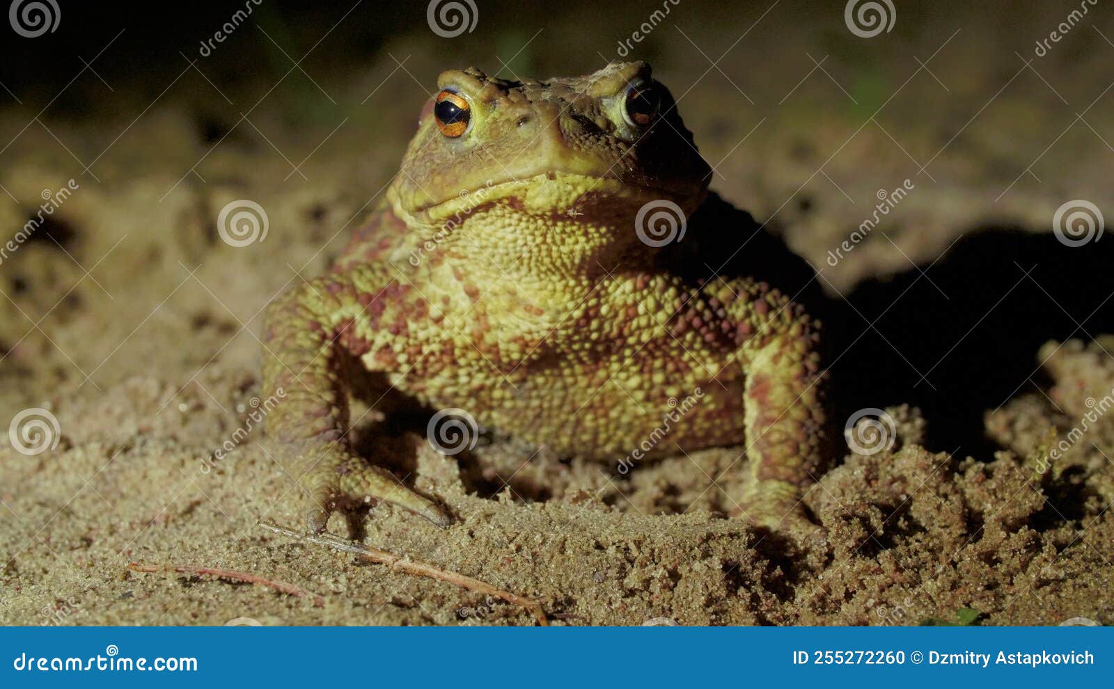 A Big Green Toad Sets on the Ground in the Forest at Night Stock ...