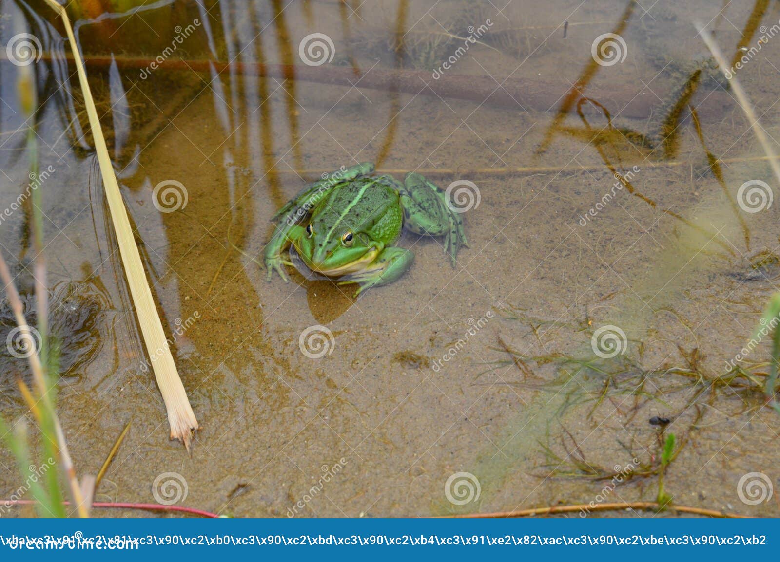 Big Green Toad Sitting in a Pond Stock Image - Image of green, sitting ...