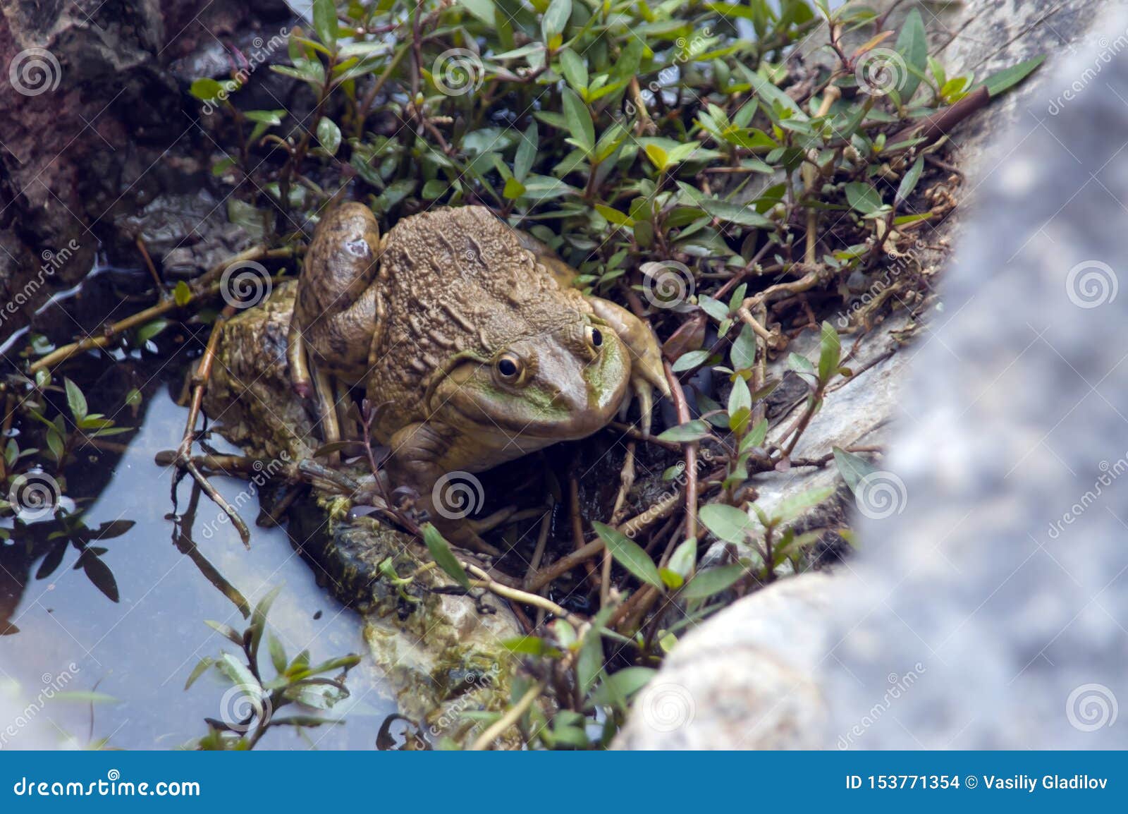 A Big Green Toad is Sitting on the Shore Stock Photo - Image of green ...
