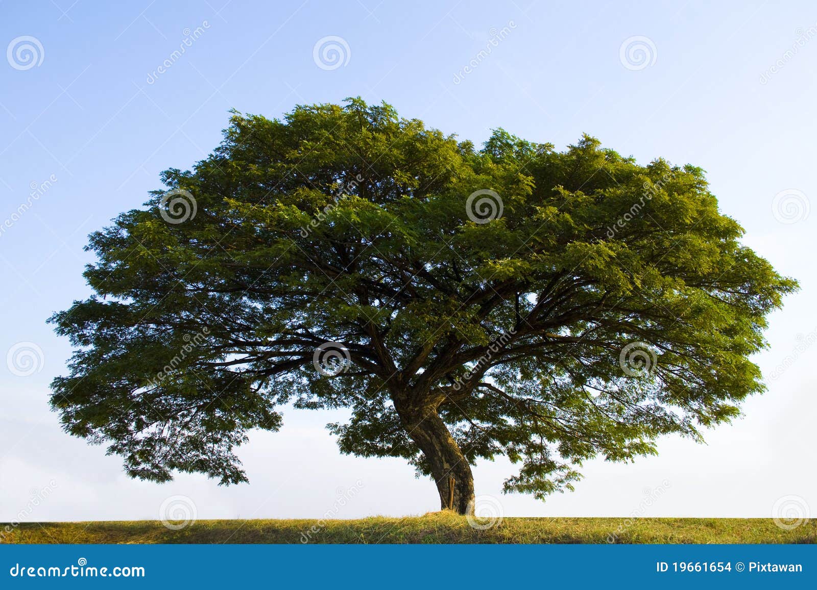 Big Green Tree stock photo. Image of plant, park, agriculture - 19661654