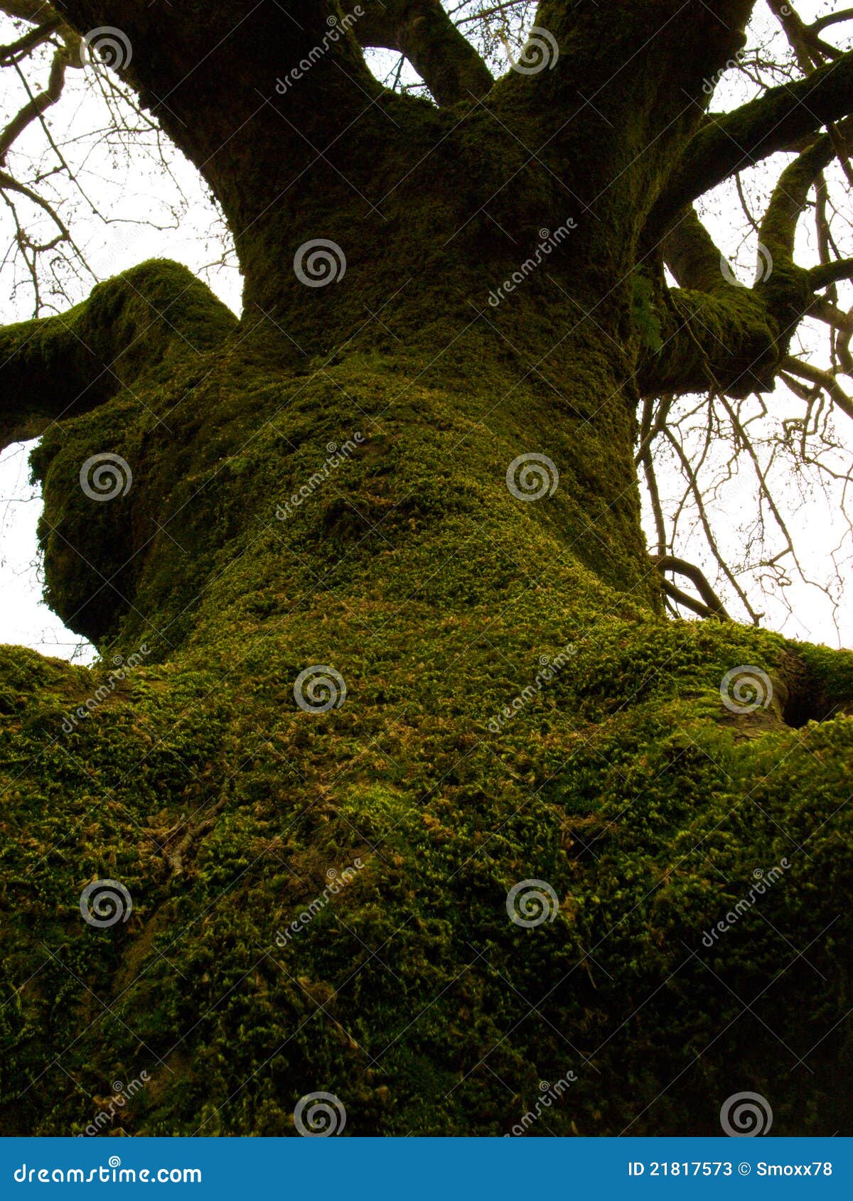 Big green tree stock image. Image of royalty, photograph - 21817573