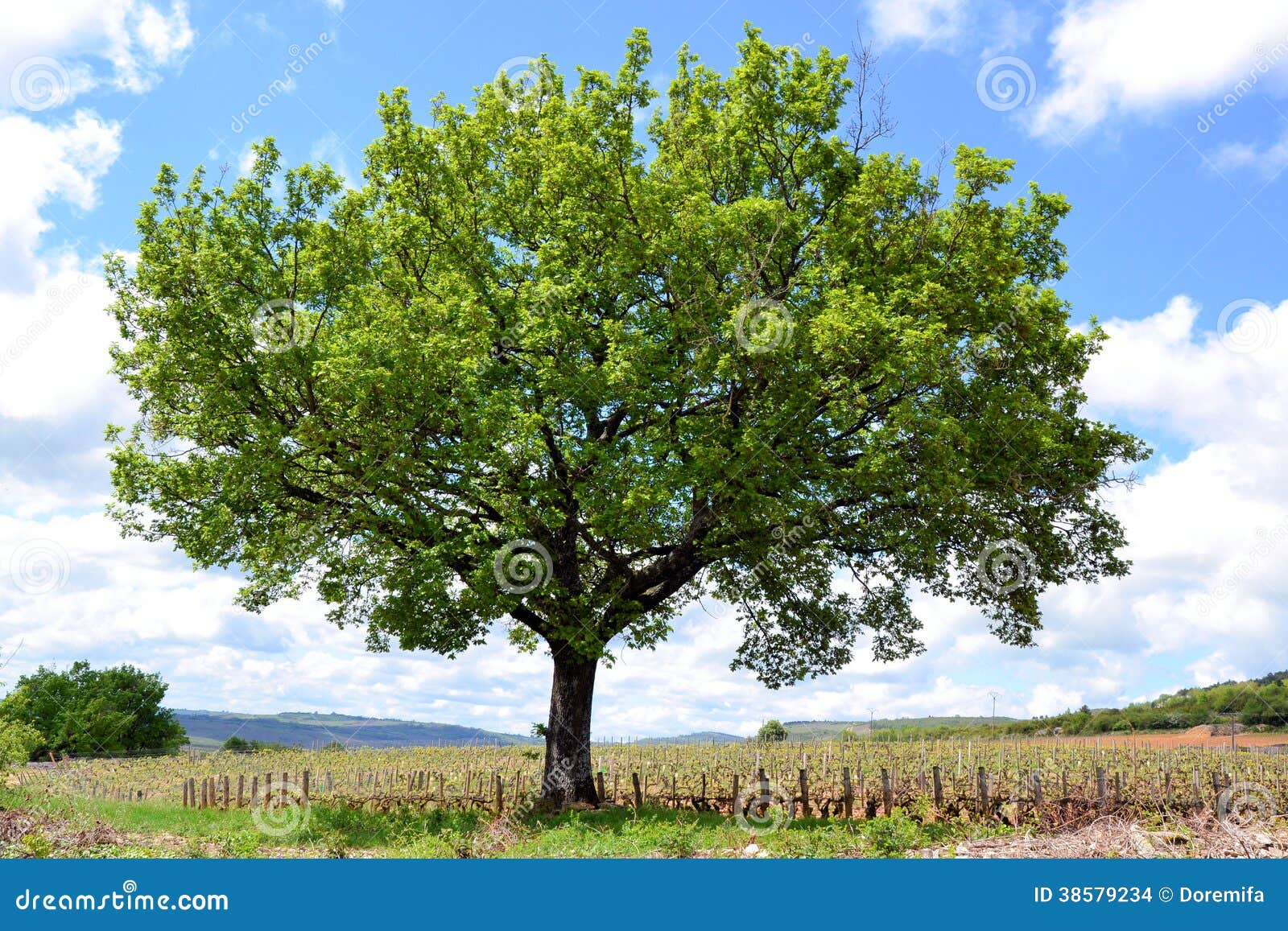 A big green tree stock photo. Image of blue, summer, vineyards - 38579234