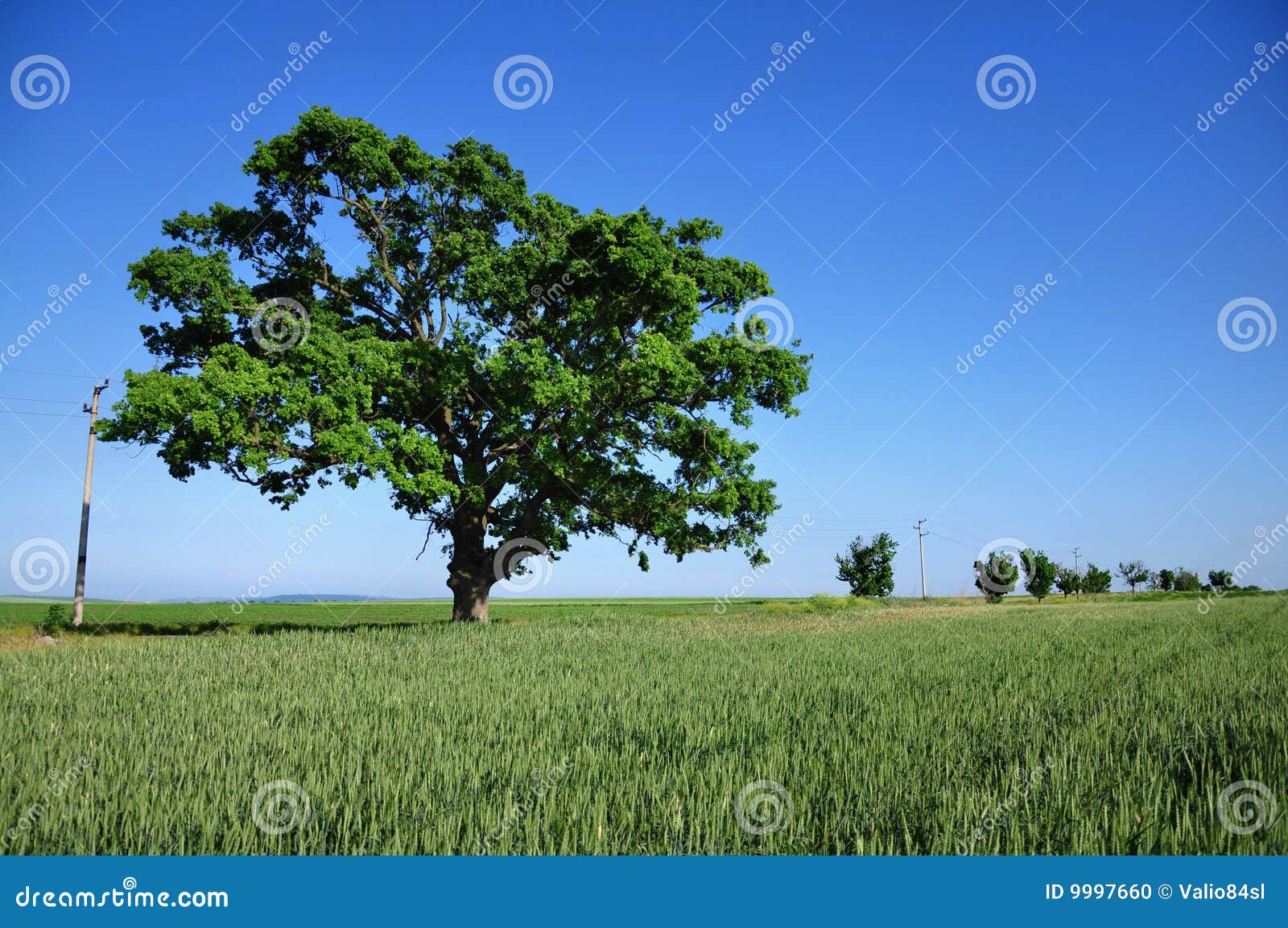 Big Green Tree stock photo. Image of spring, freshness - 9997660