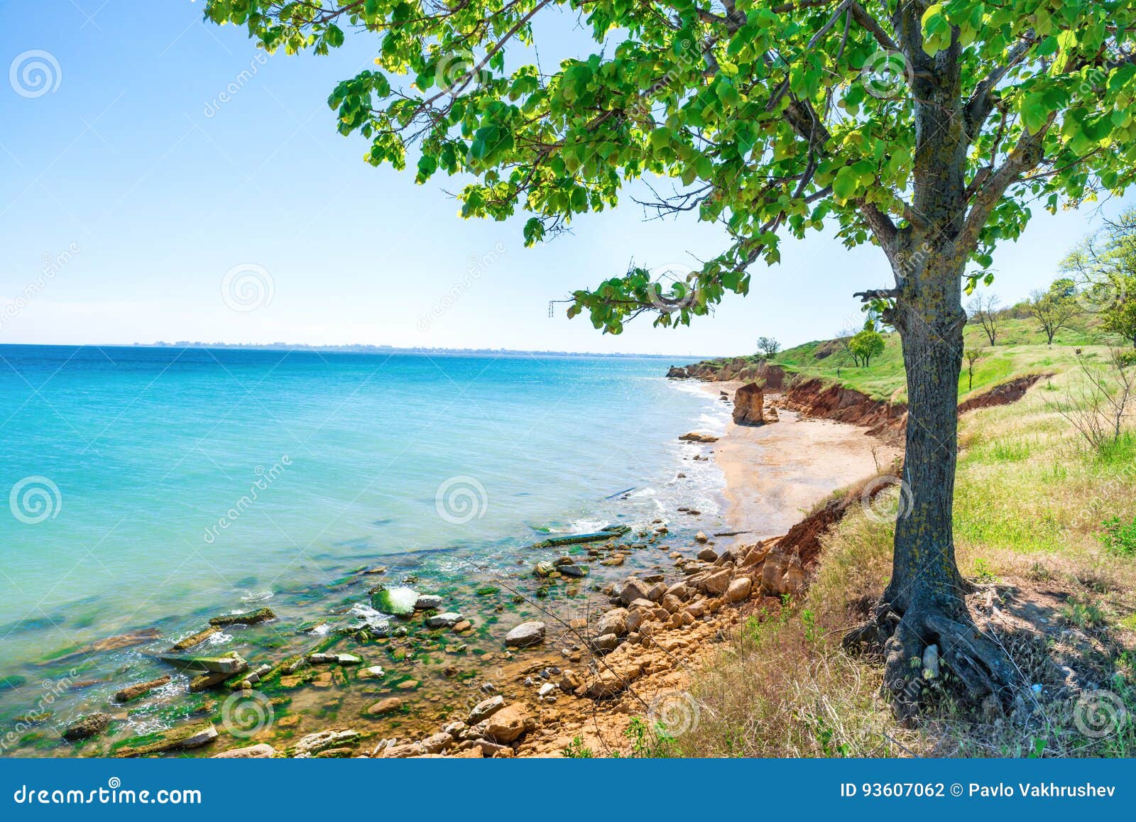 Big Green Tree on the Beach Stock Photo - Image of horizon, background ...