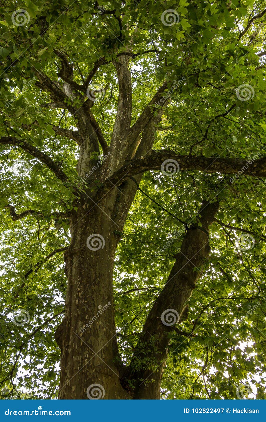Big green tree stock image. Image of hackisan, idyll - 102822497