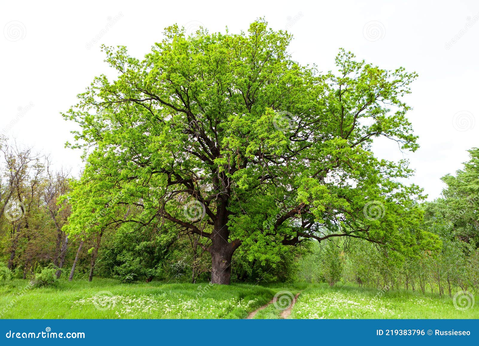 Big green tree stock photo. Image of environment, leaves - 219383796