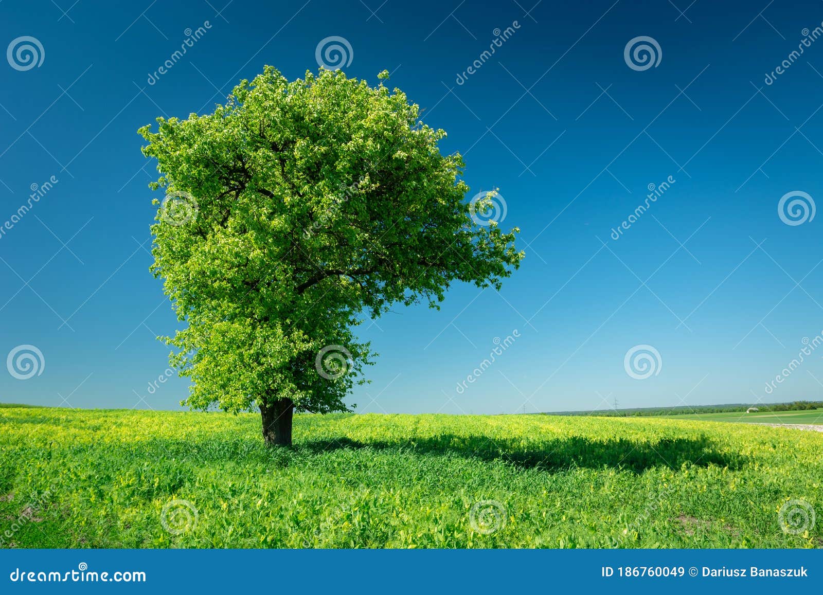 Big Green Tree and Blue Sky Stock Image - Image of single, green: 186760049