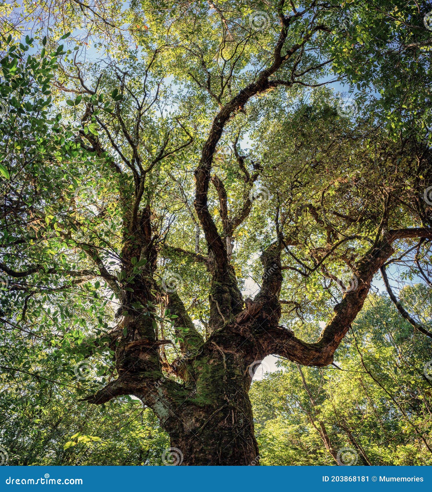 Big Green Tree with Branch and Sunlight in Rain Forest at National Park ...