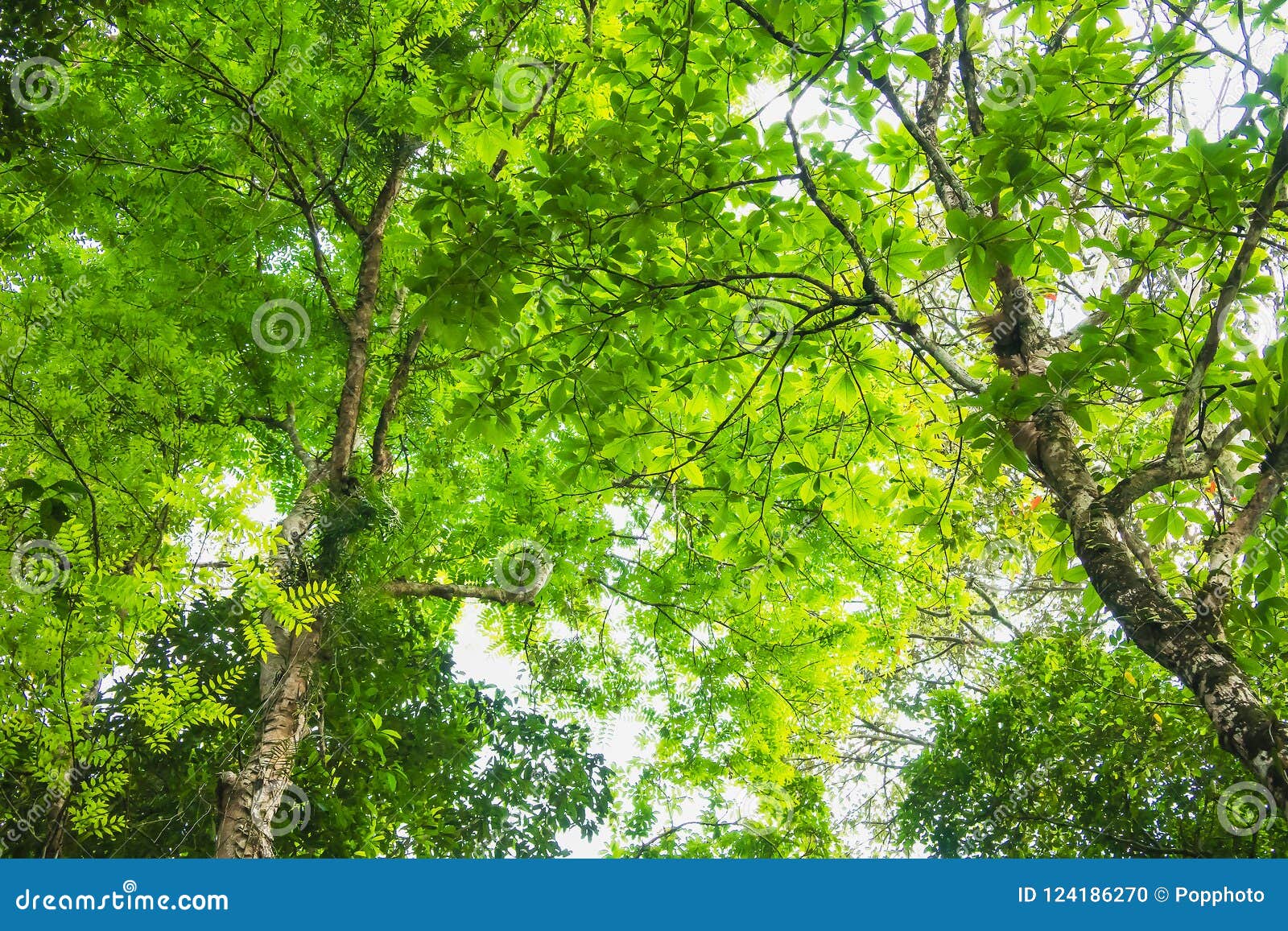 Big Green Tree and Branches of Tree Over Head Stock Photo - Image of ...