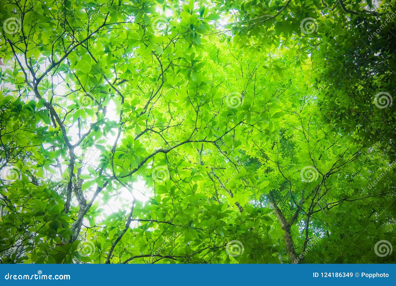 Big Green Tree and Branches of Tree Over Head Stock Image - Image of ...