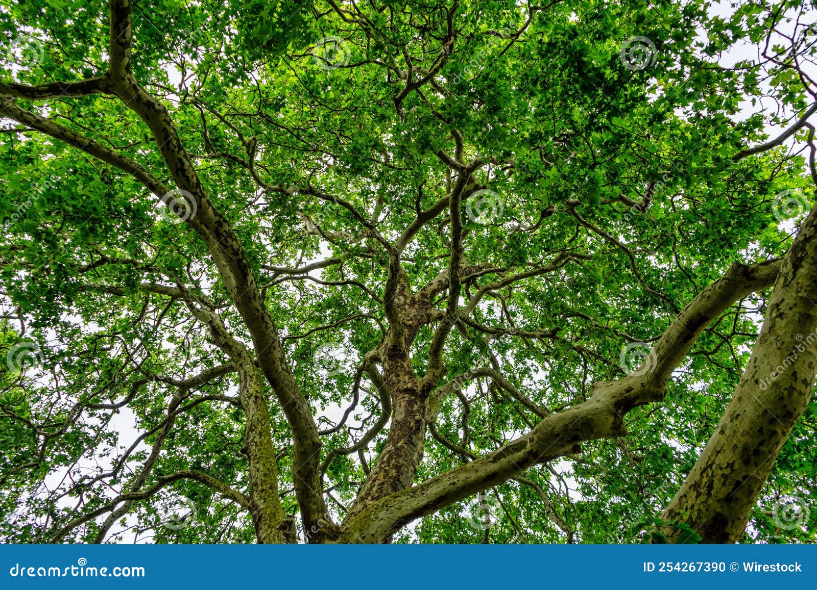 Big green Tree Canopy stock photo. Image of leaf, green - 254267390