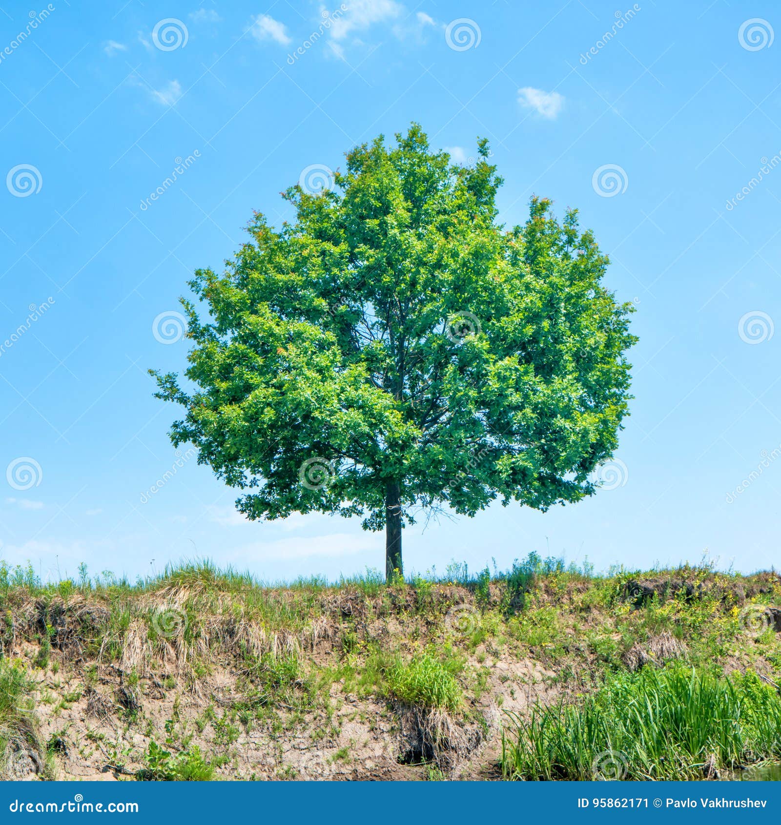 Tree On Top Of The Cliff Of The Basal Prisms In The Fall Royalty-Free ...
