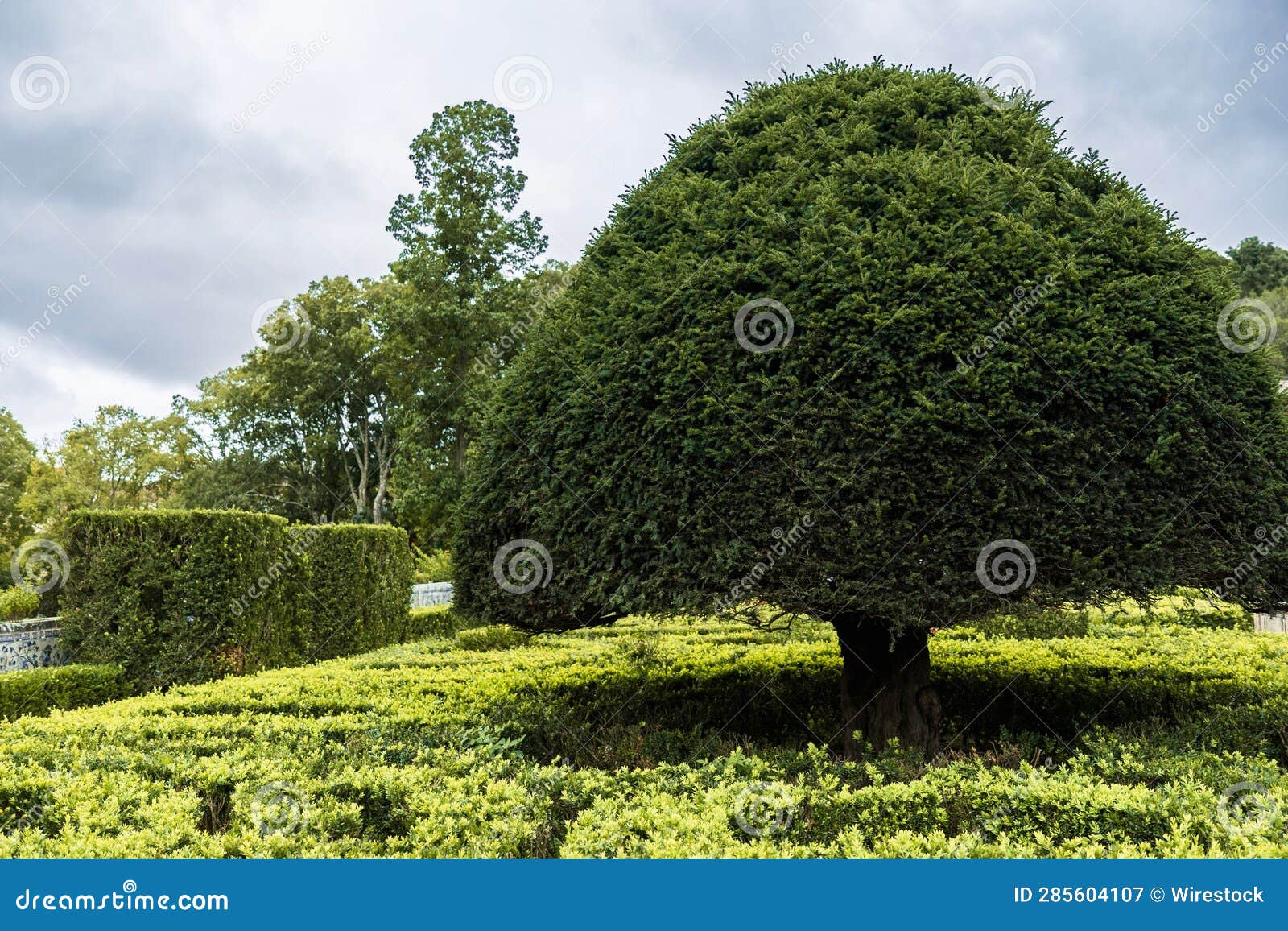 Big Green Tree Cut and Maintained in a Round Shape. Park with Hedge and ...