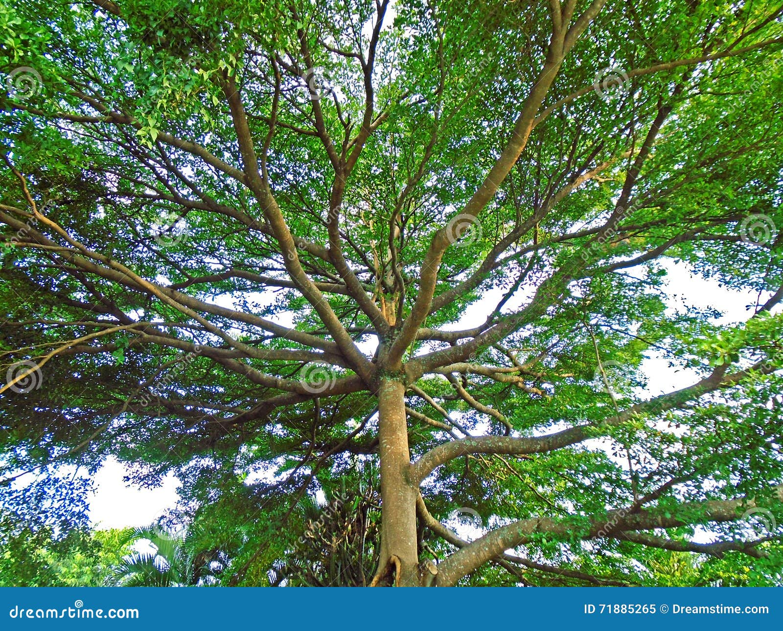 Big green tree stock image. Image of sunny, limb, travel - 71885265