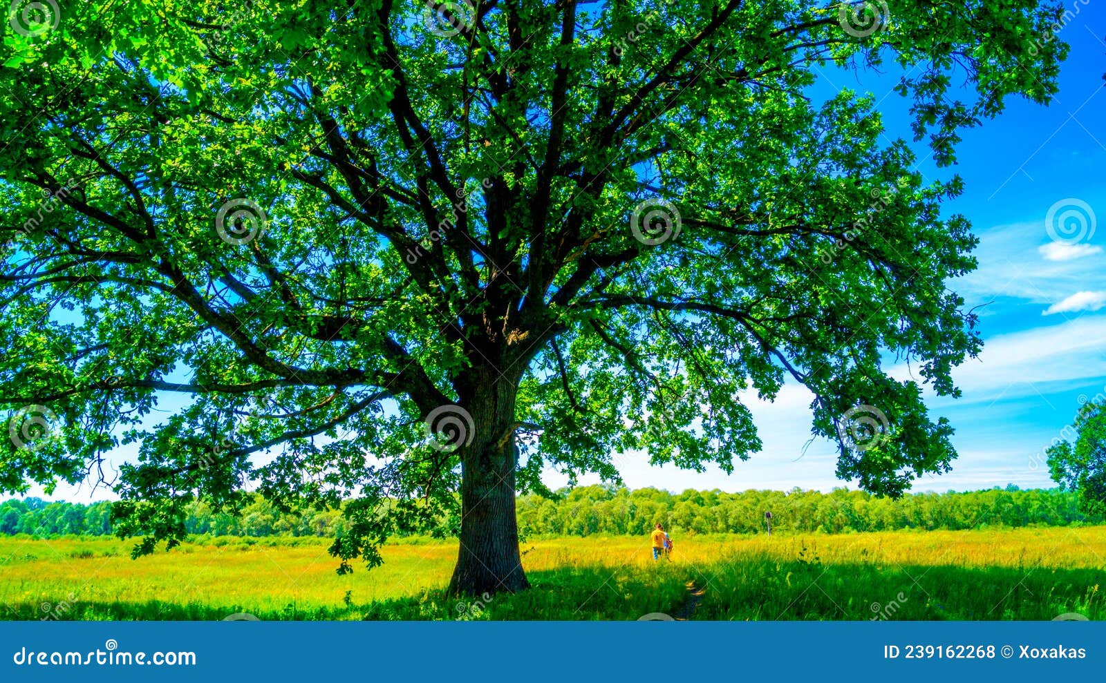 Big green tree in a field stock photo. Image of horizon - 239162268
