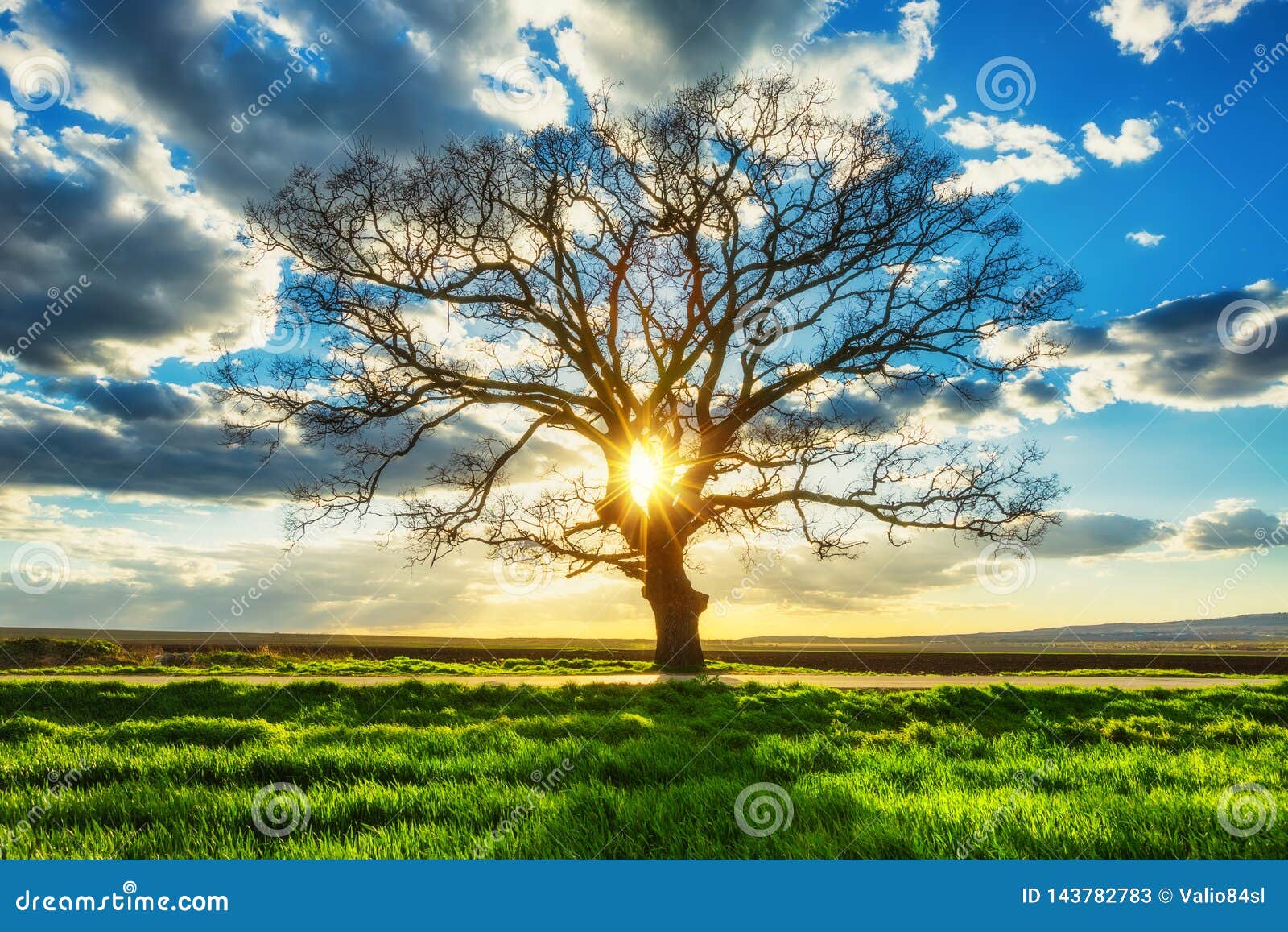 Big Green Tree in a Field, Dramatic Clouds, Sunset Shot Stock Image ...