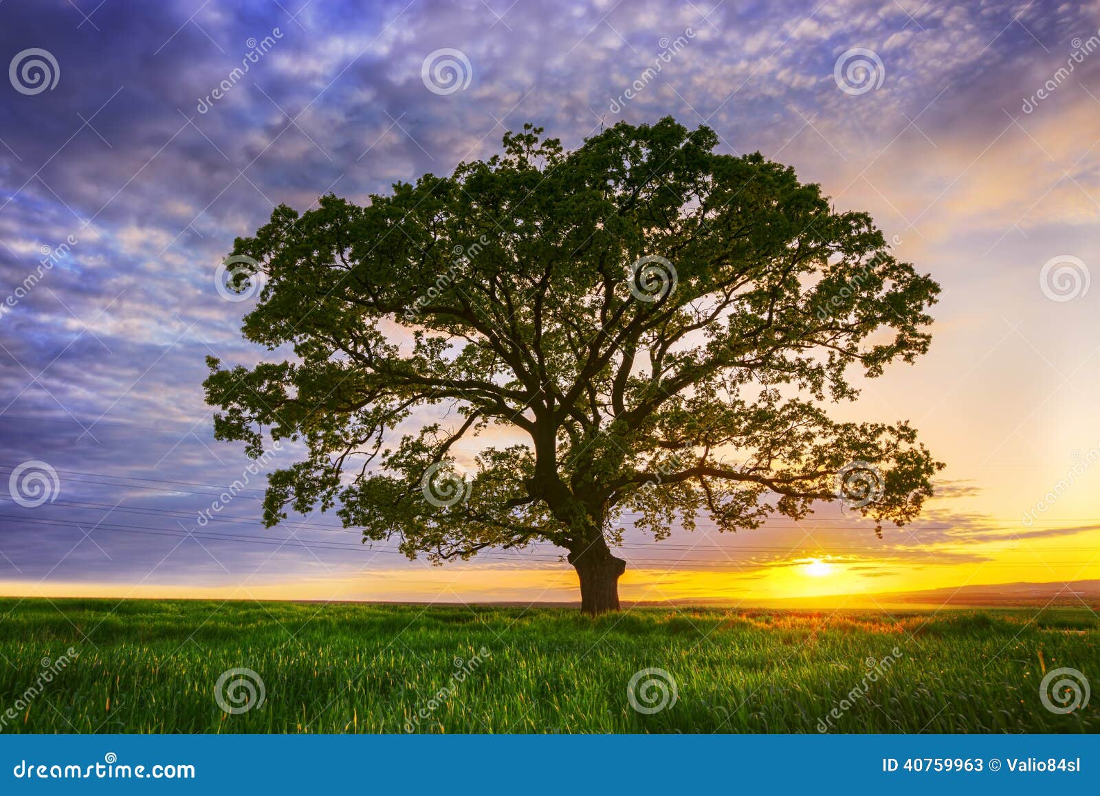 Big Green Tree in a Field, Dramatic Clouds Stock Image - Image of ...